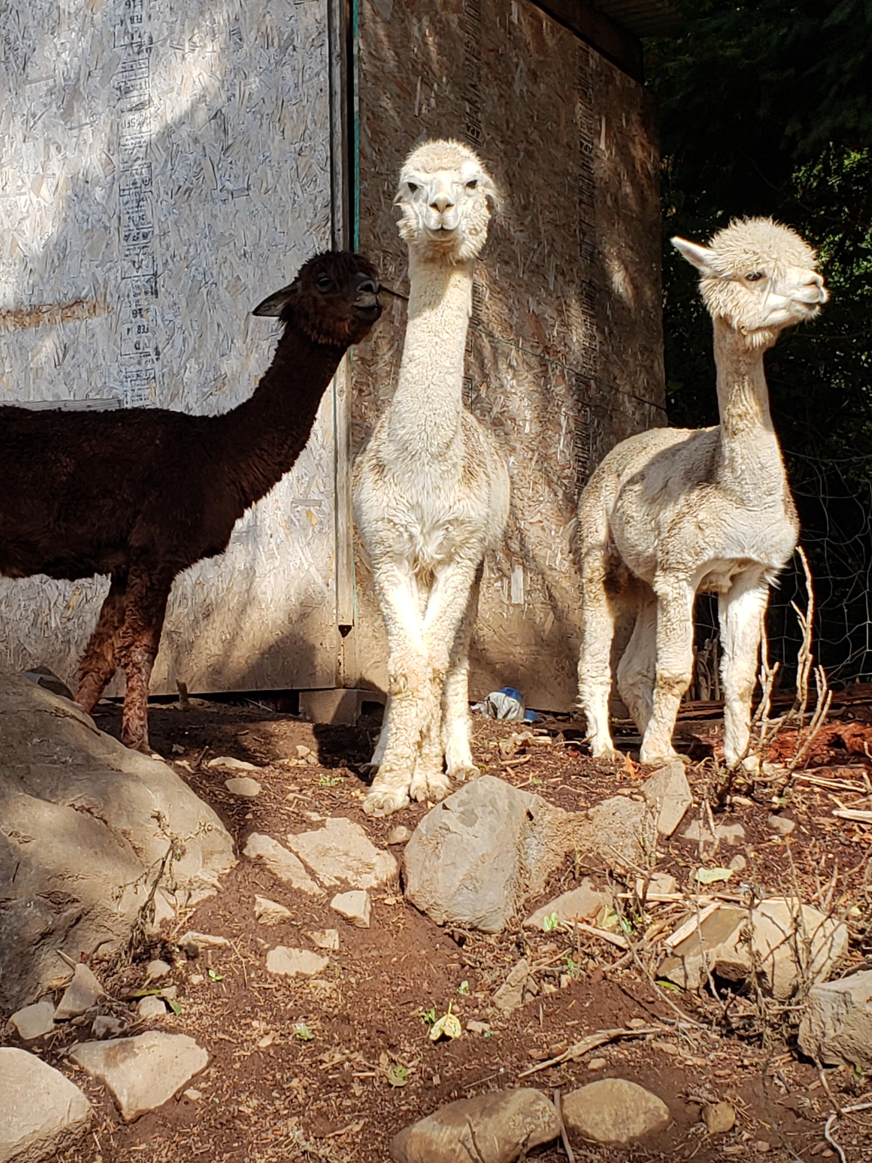 My alpacas look like a boy band | Scrolller