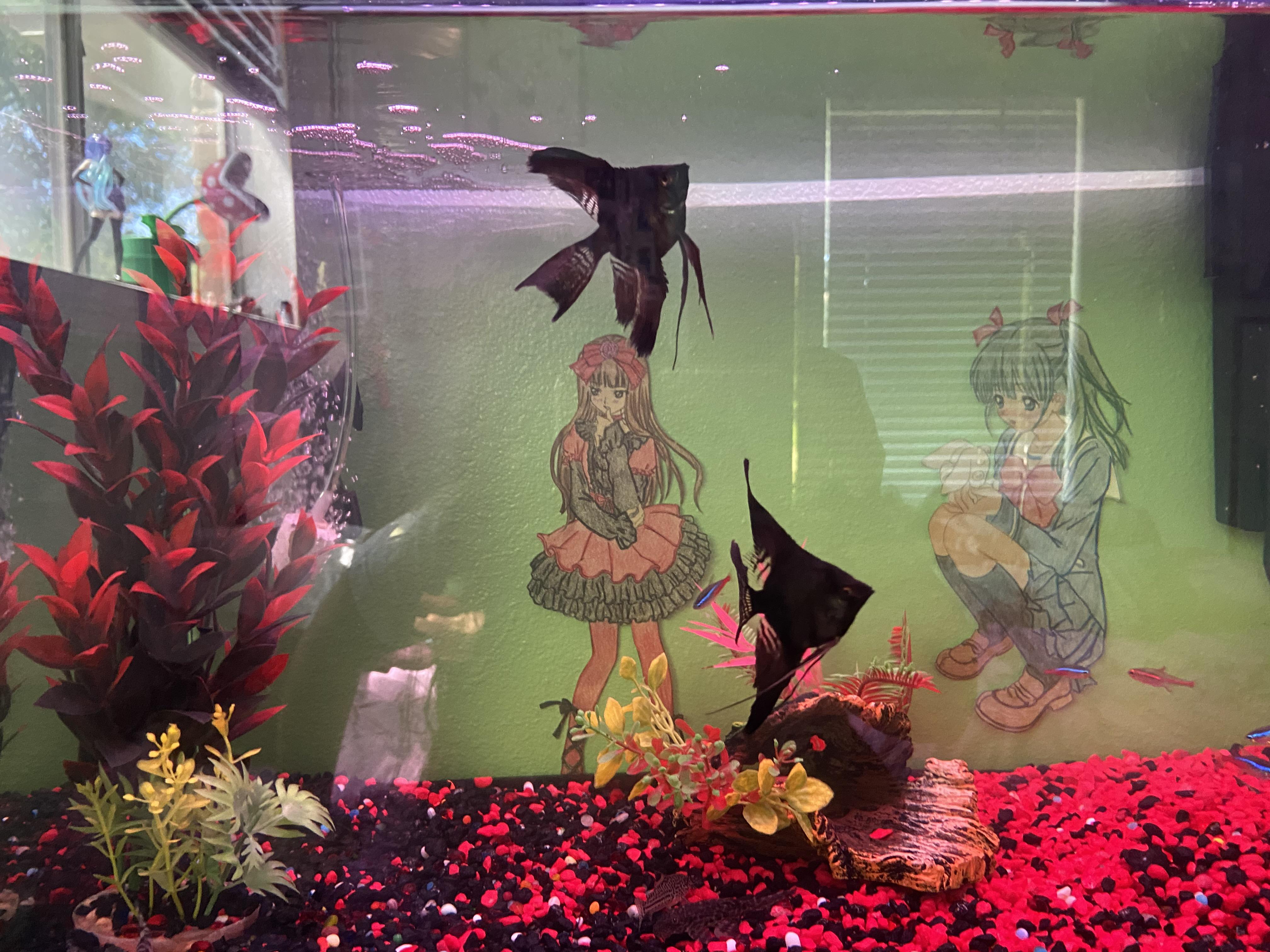 my angelfish are getting soo big