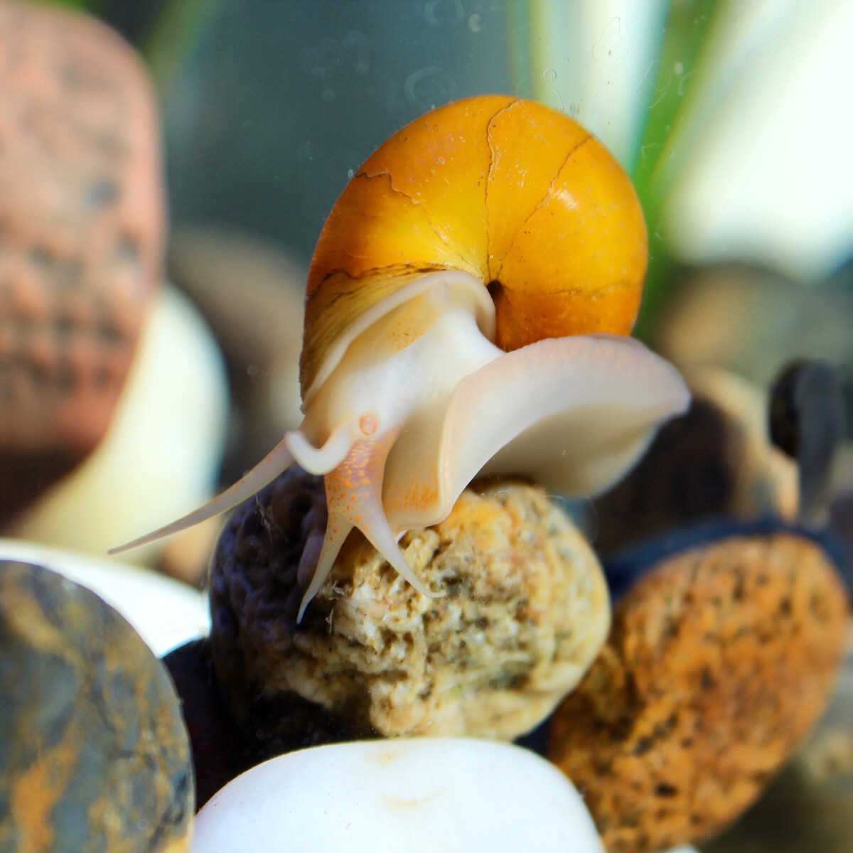 My apple snail is an alien | Scrolller