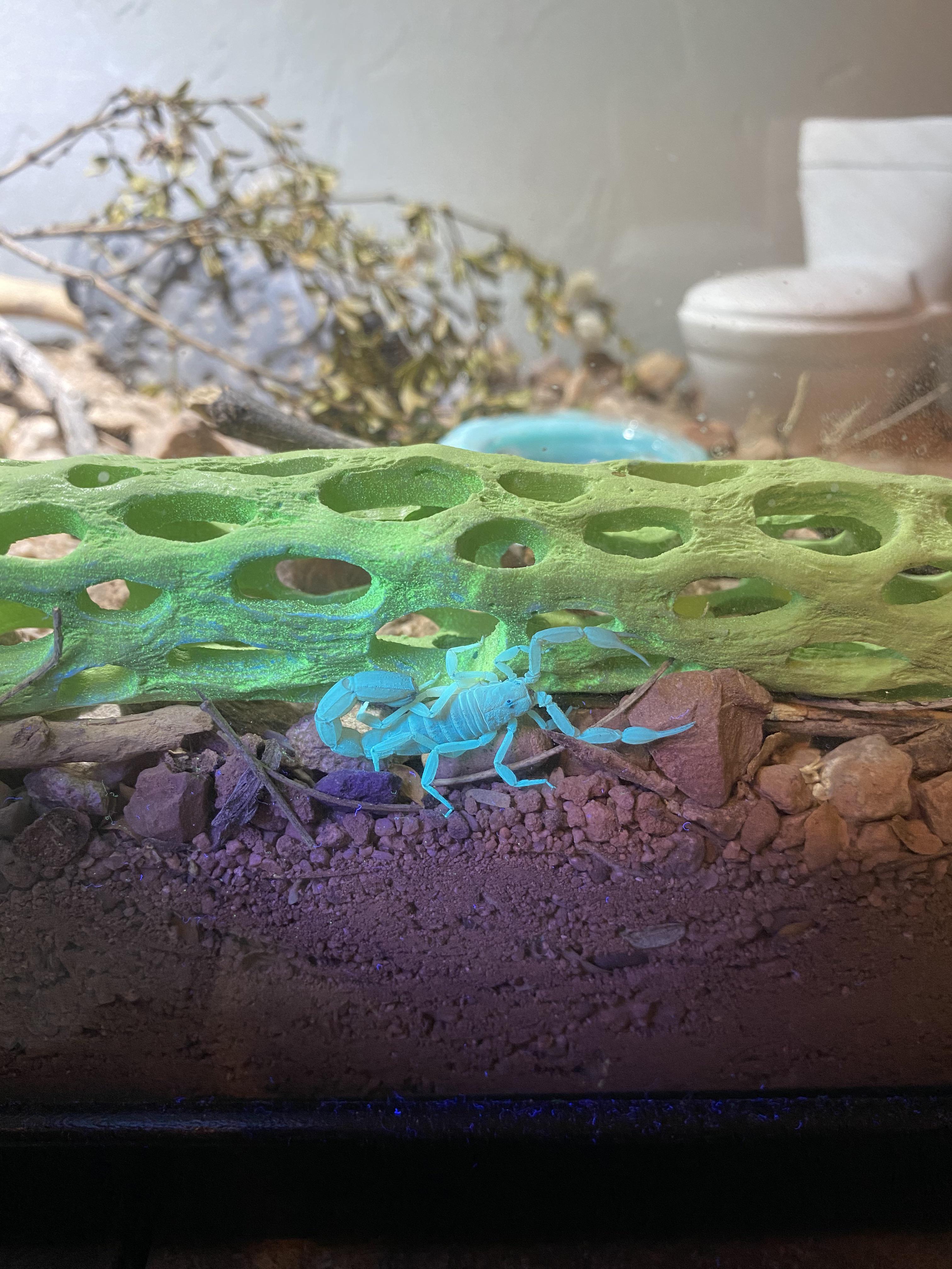 My Arizona bark scorpion, Roadkill, hanging out on her cholla | Scrolller