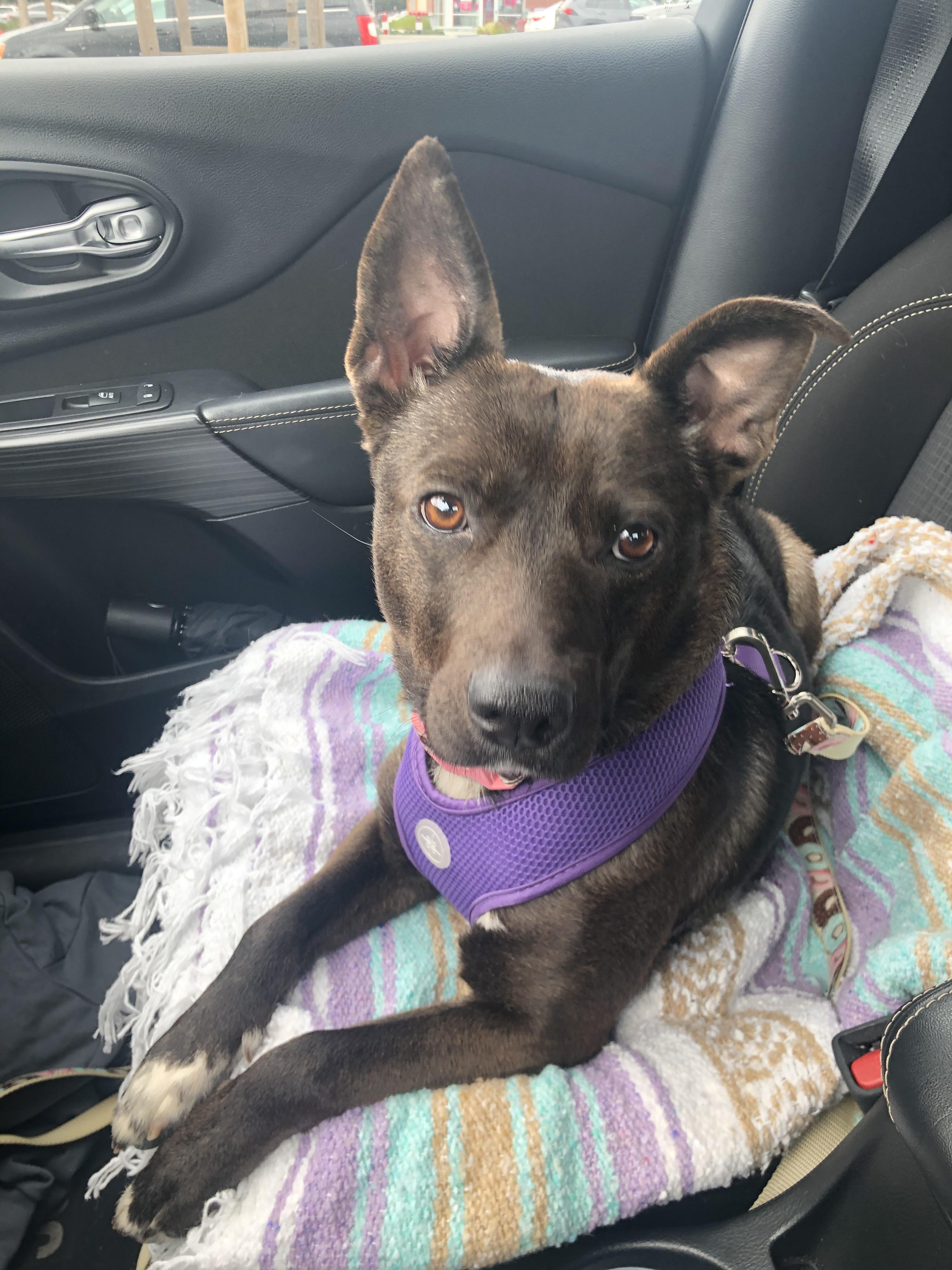 My Australian kelpie x dachshund mix named Holly! | Scrolller