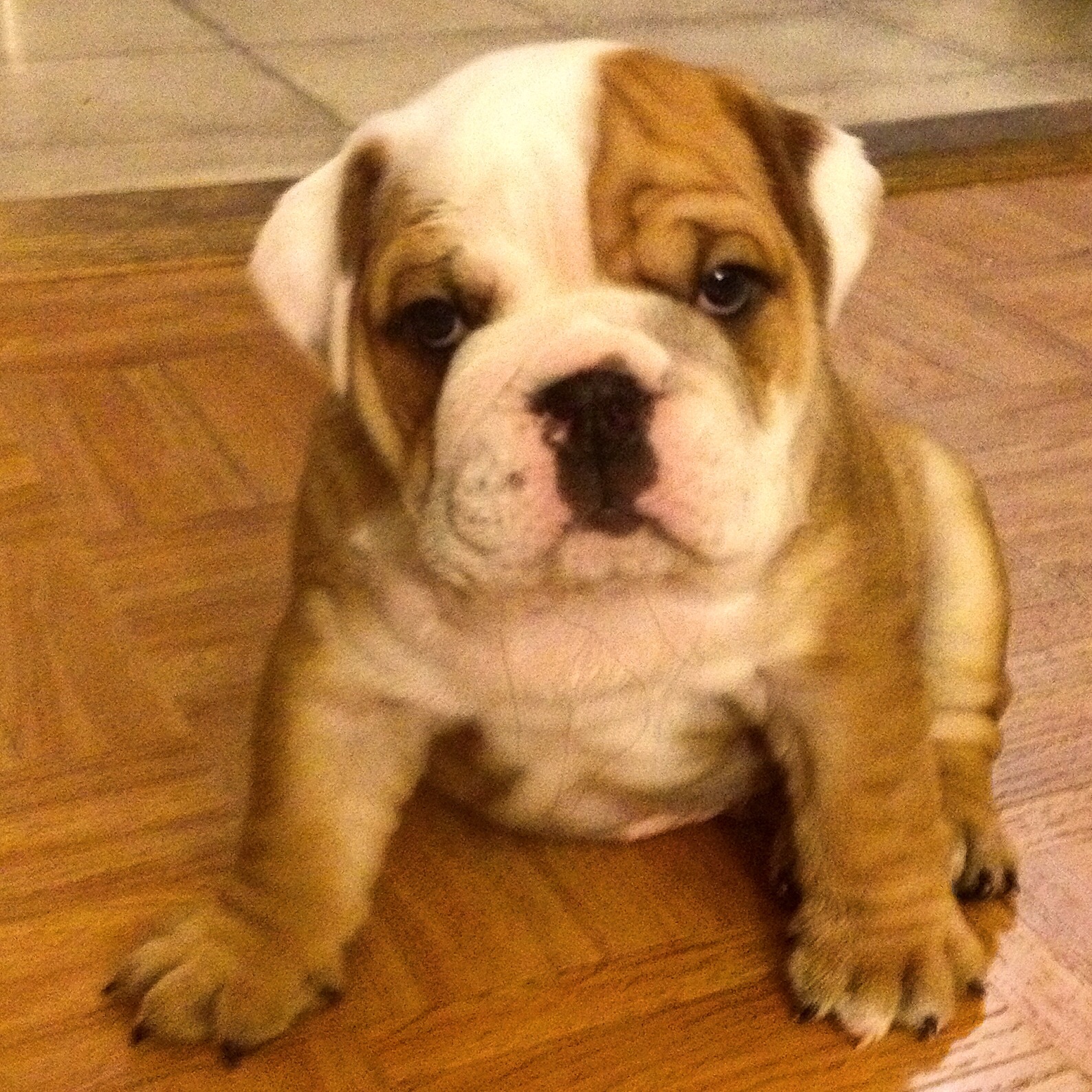 My baby boy Myles - my favorite picture which was used on the breeders website | Scrolller