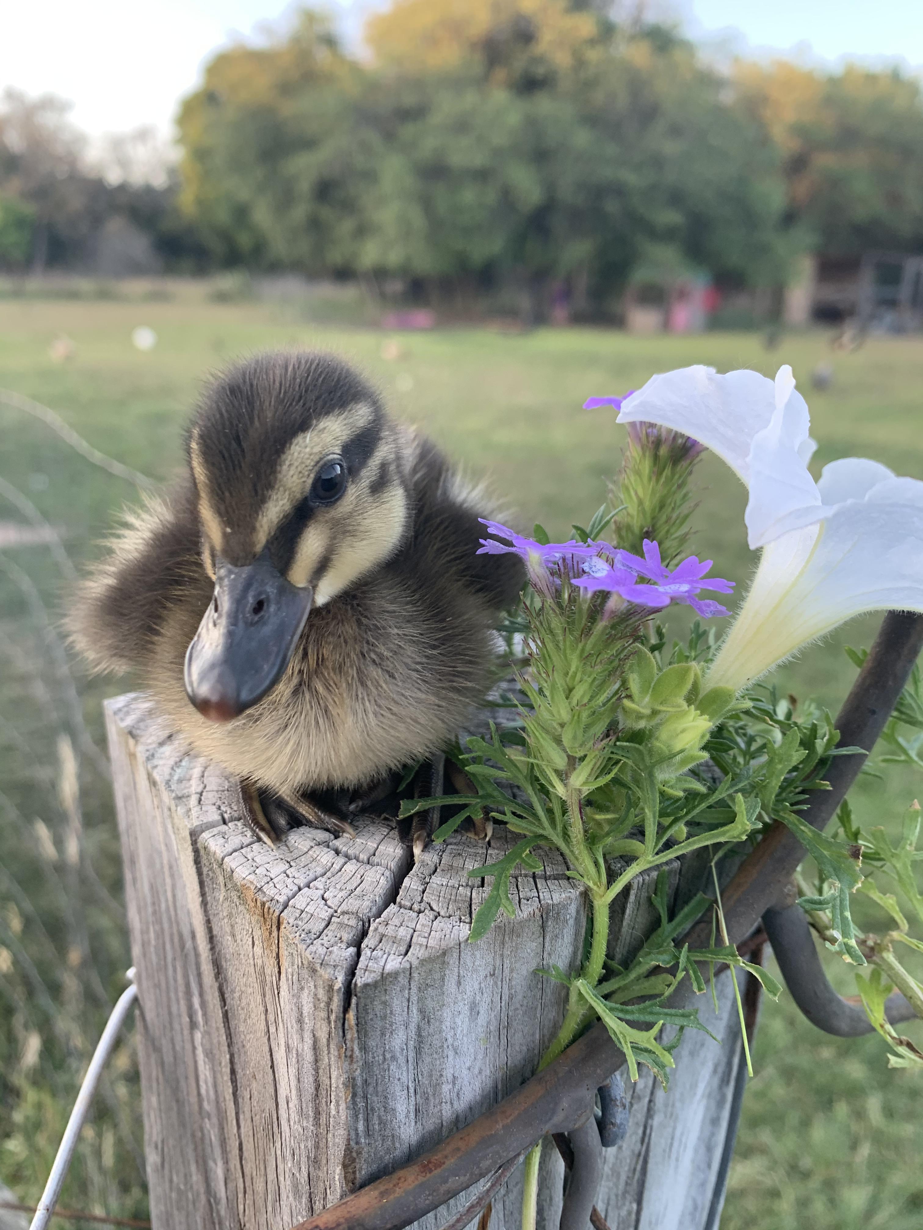 my baby duck | Scrolller