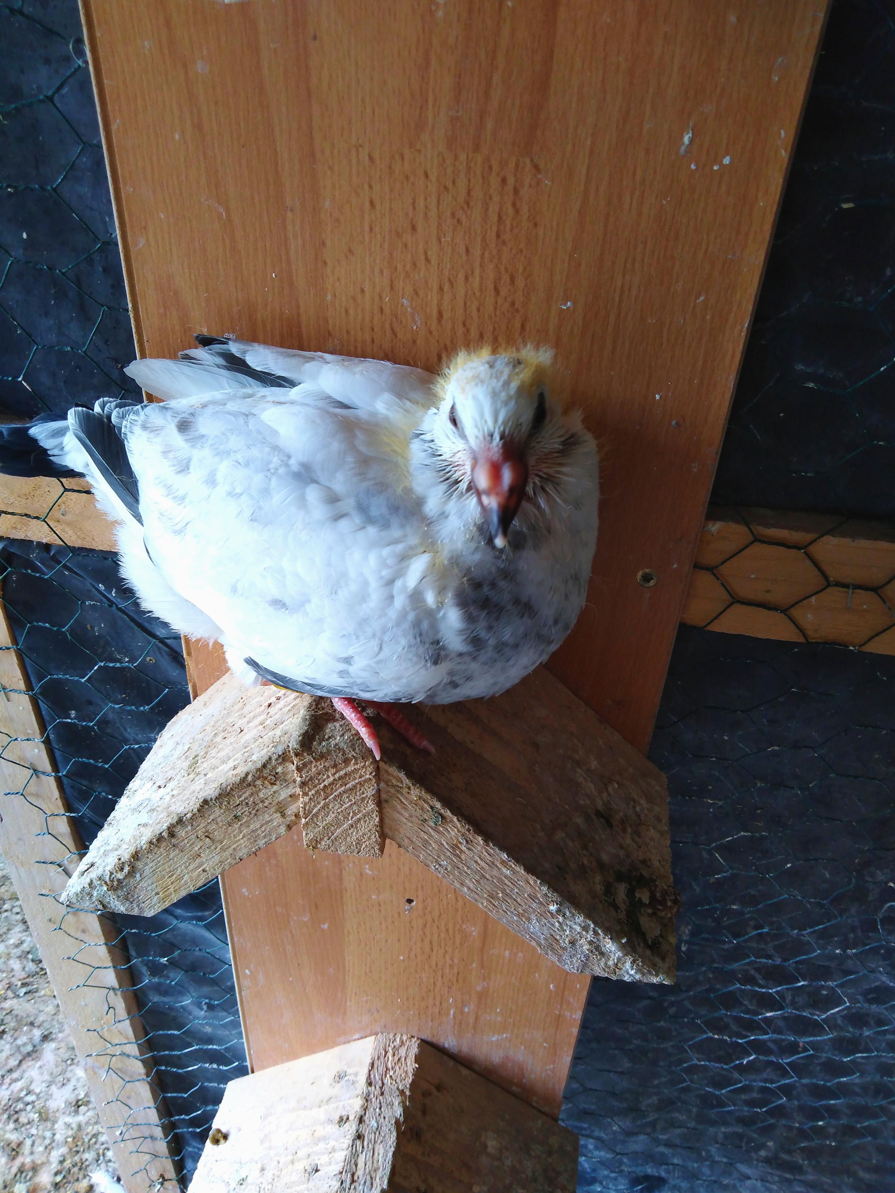 My baby pigeon mixture black and white pigeon | Scrolller