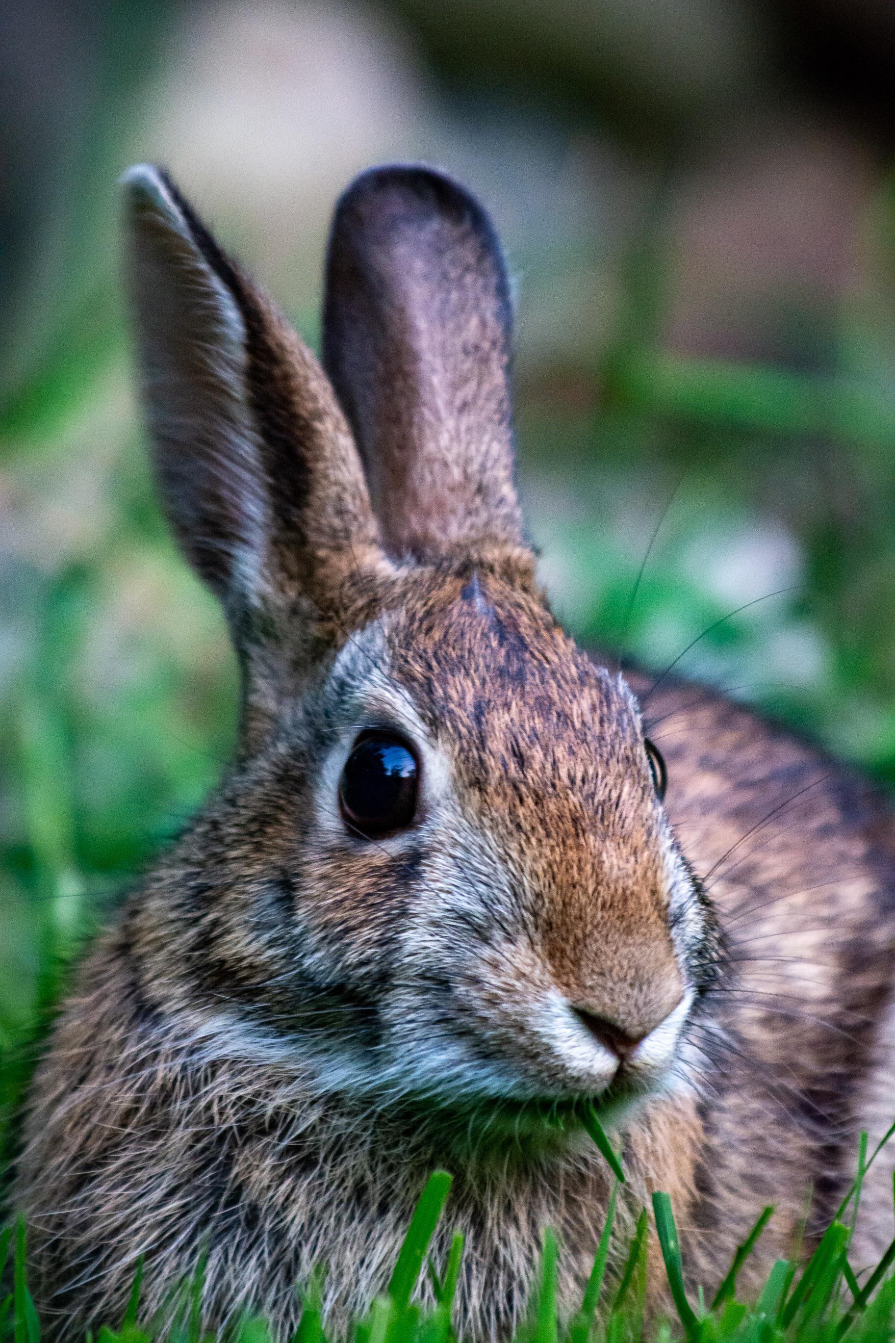 My backyard rabbit | Scrolller