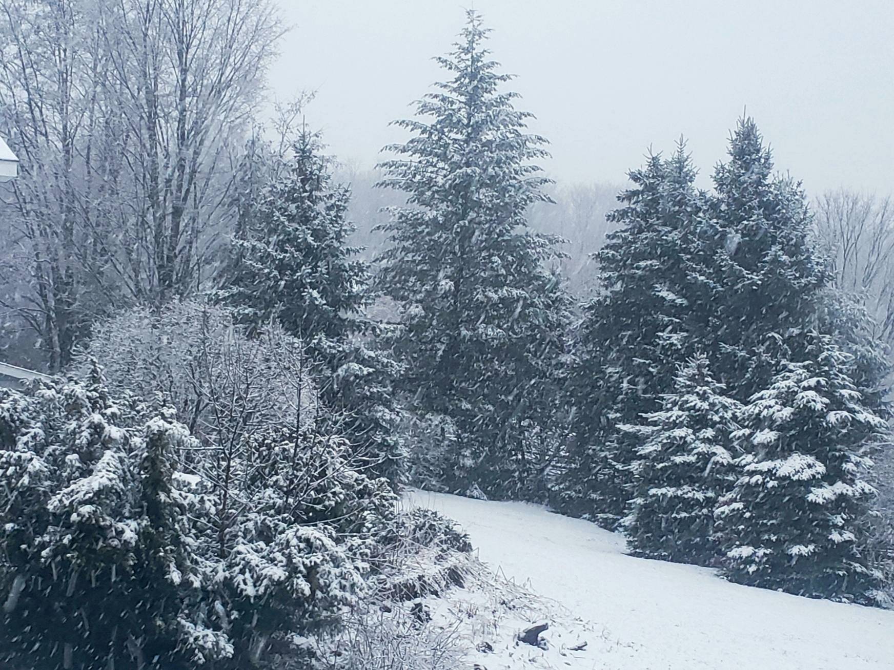 my backyard this morning, Up Norf | Scrolller