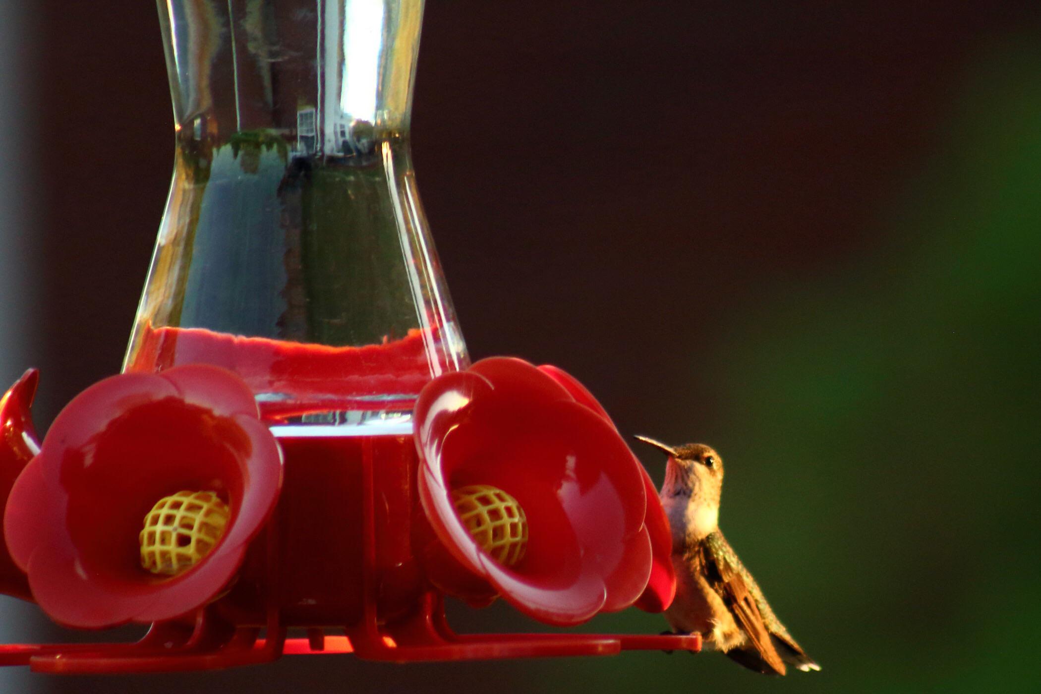 My backyard visitor | Scrolller