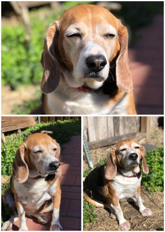 My beagle kept blinking in every picture 😌 | Scrolller