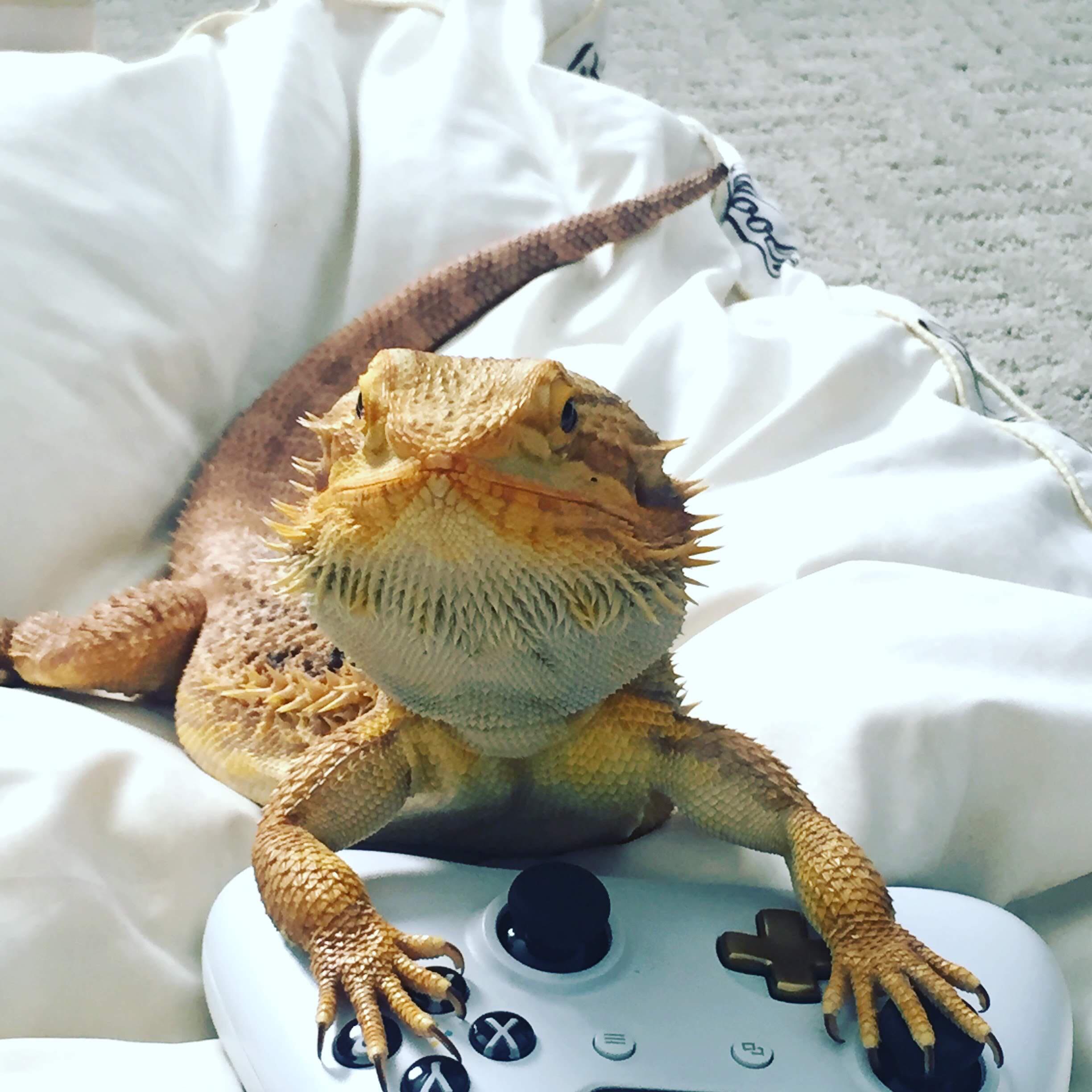 My bearded dragon named tanaka | Scrolller