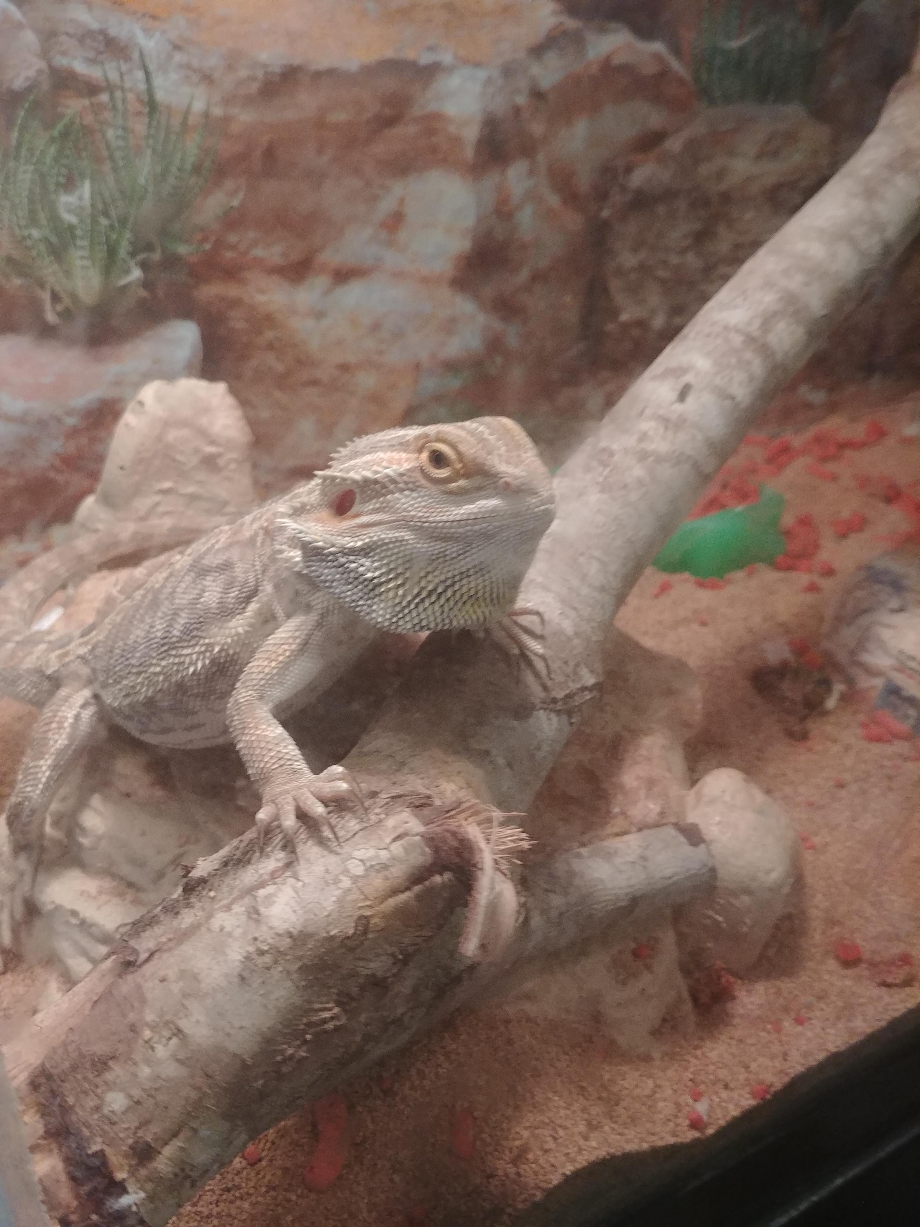 My beardie puffing his beard | Scrolller