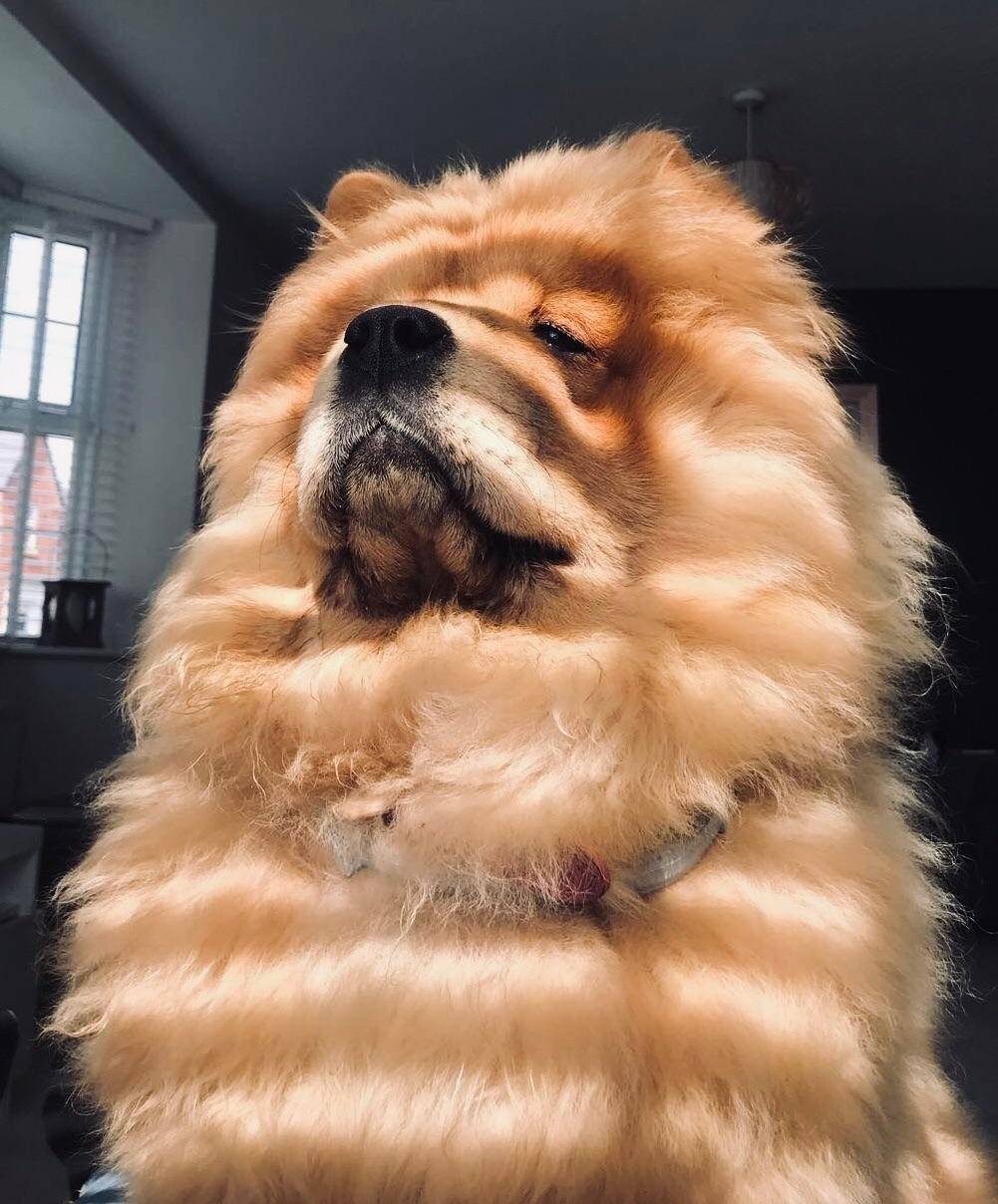 My beautiful chow chow looking proud and wise | Scrolller