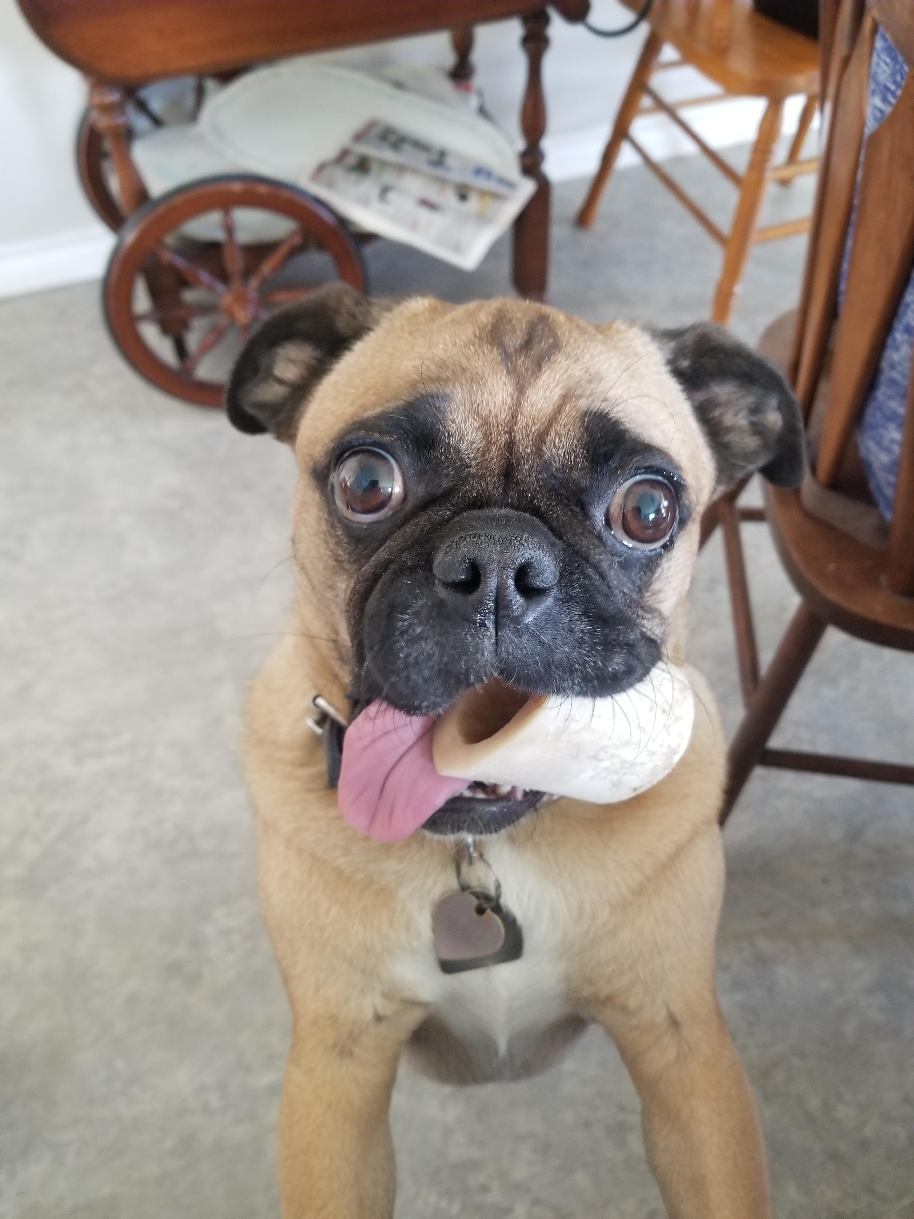 My beautiful derpy girl | Scrolller