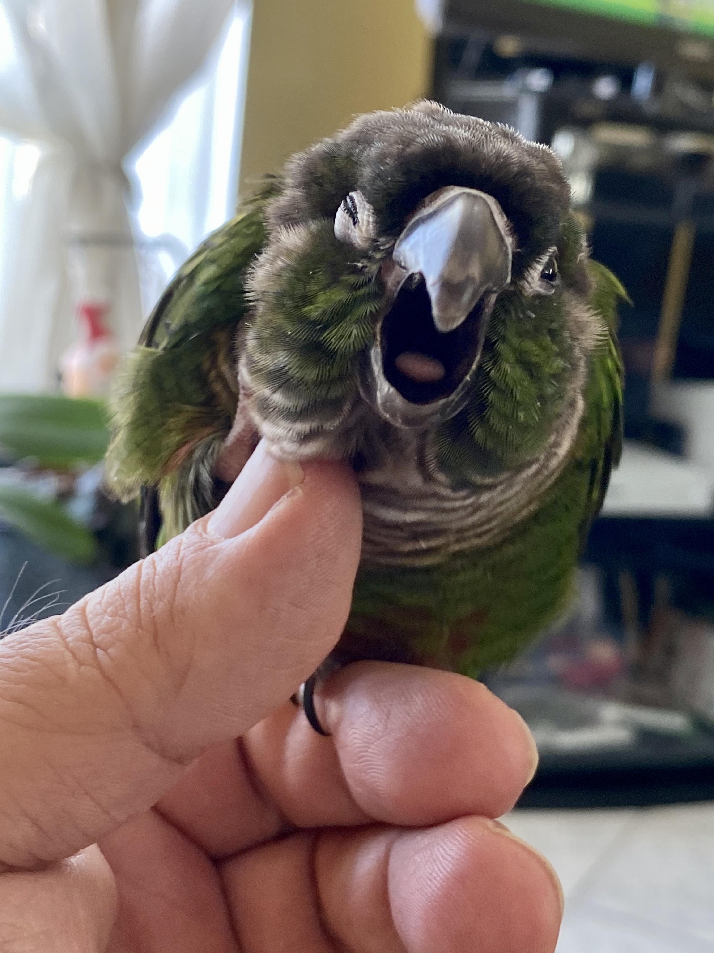 My beautiful dinosaur! | Scrolller