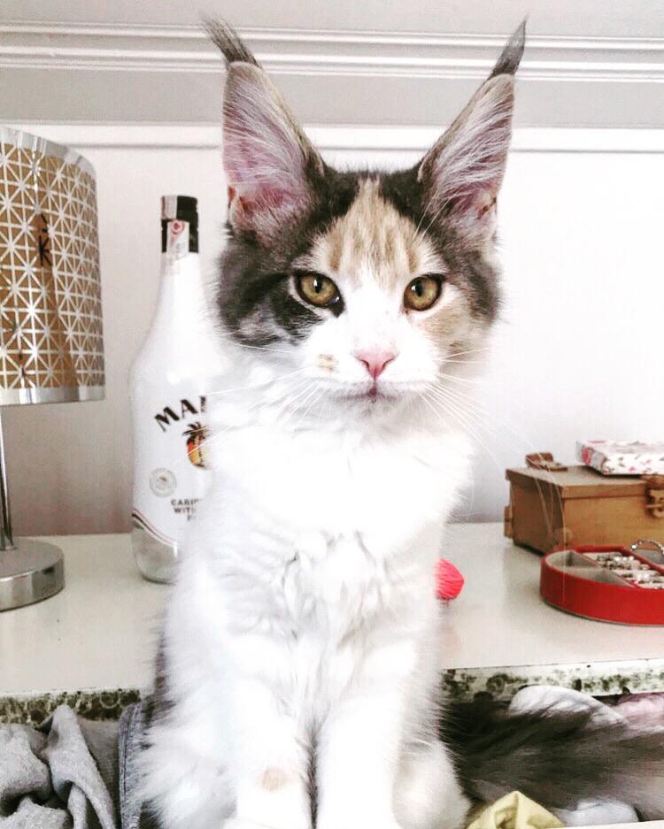 My beautiful Maine Coon cat, Leah! | Scrolller