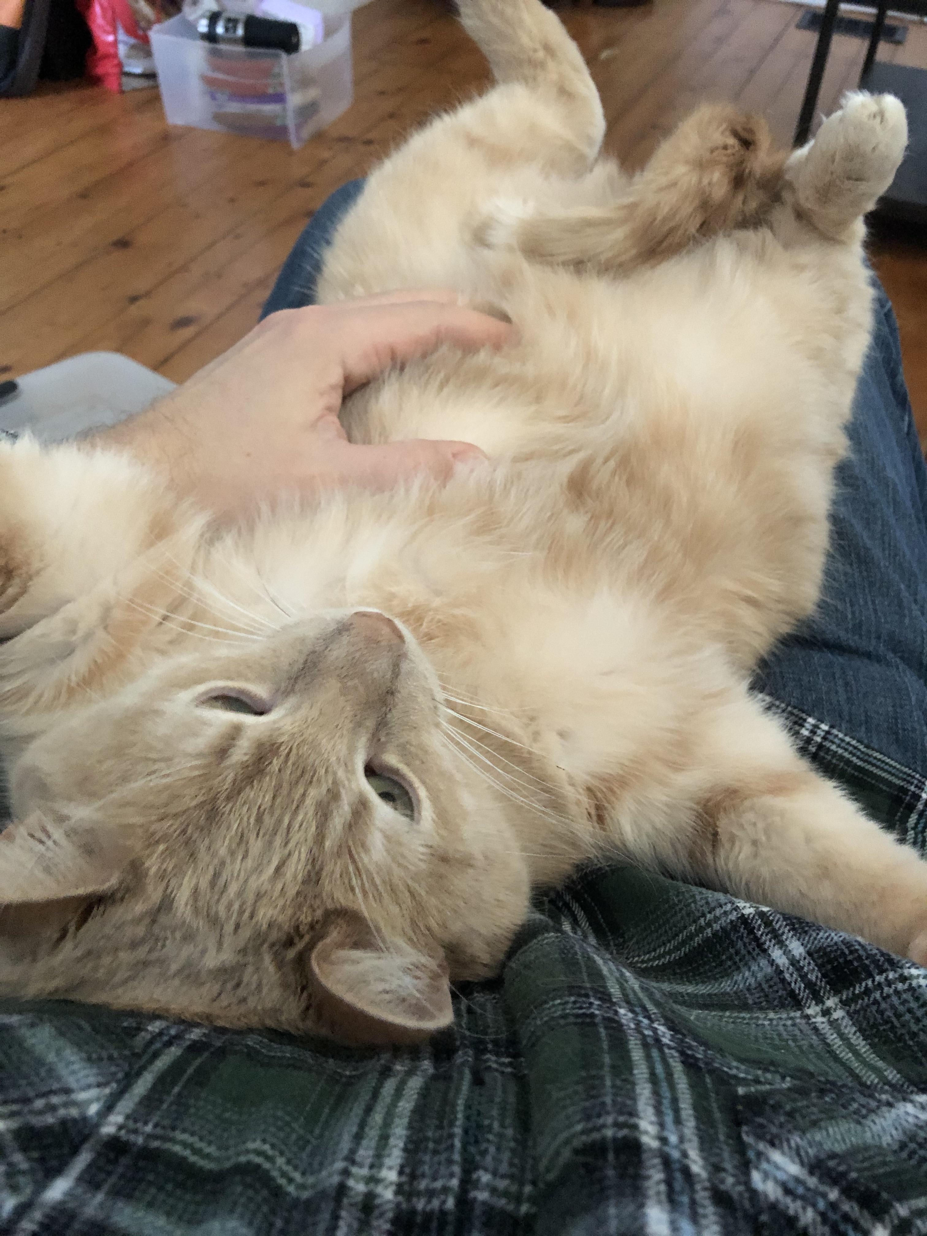 My belly is so fluffy! | Scrolller