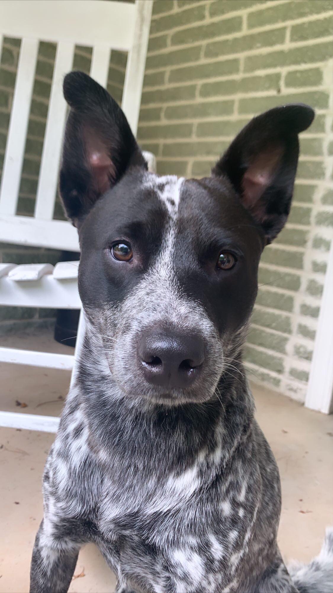 My best friend Bandit 🐺 | Scrolller