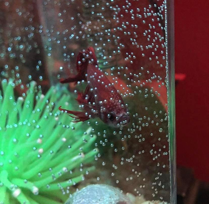 My betta fish, Atlas, lived for 3 years. Last night he passed peacefully in his favorite spot ...