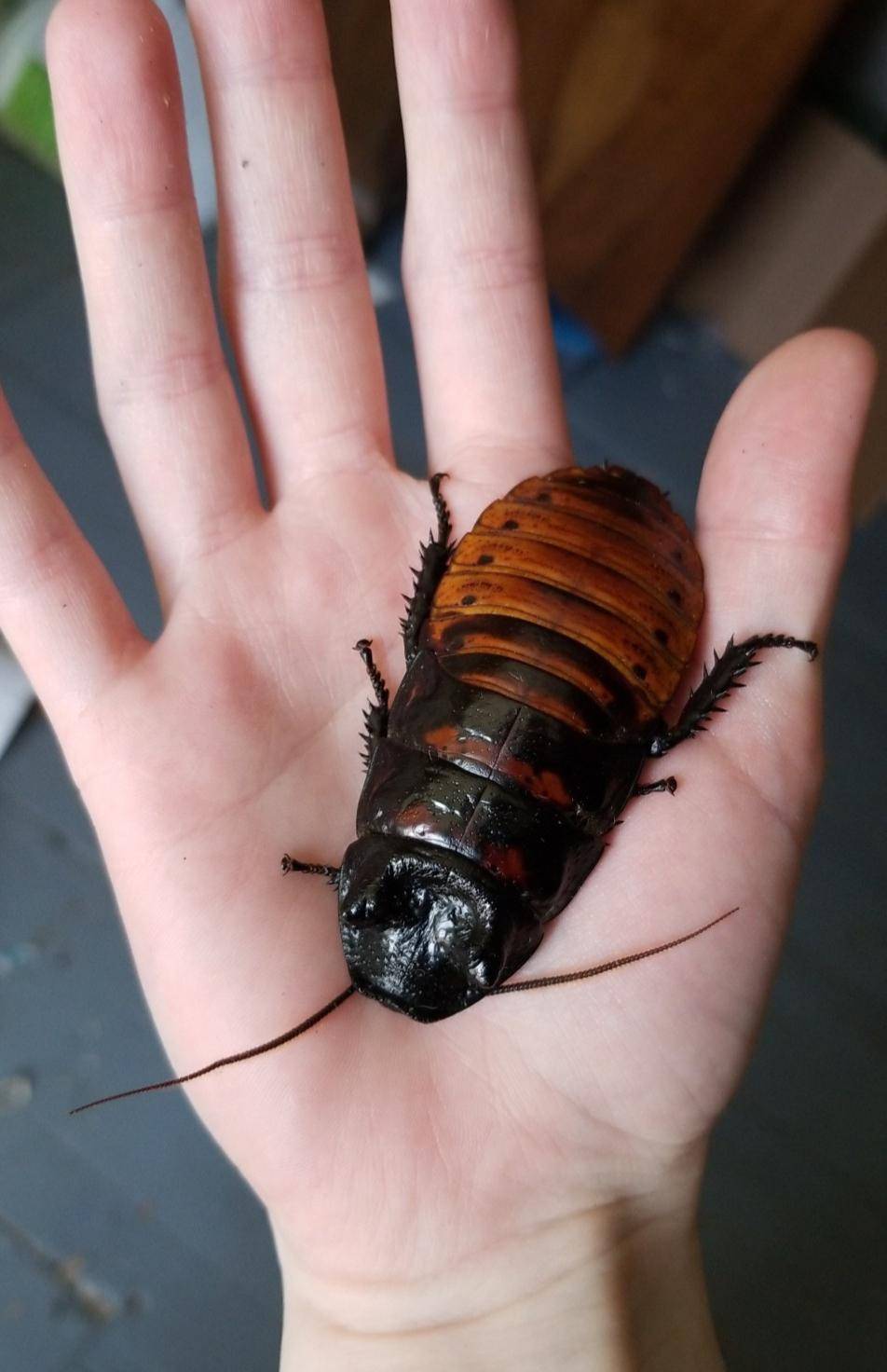my biggest hissing cockroach | Scrolller