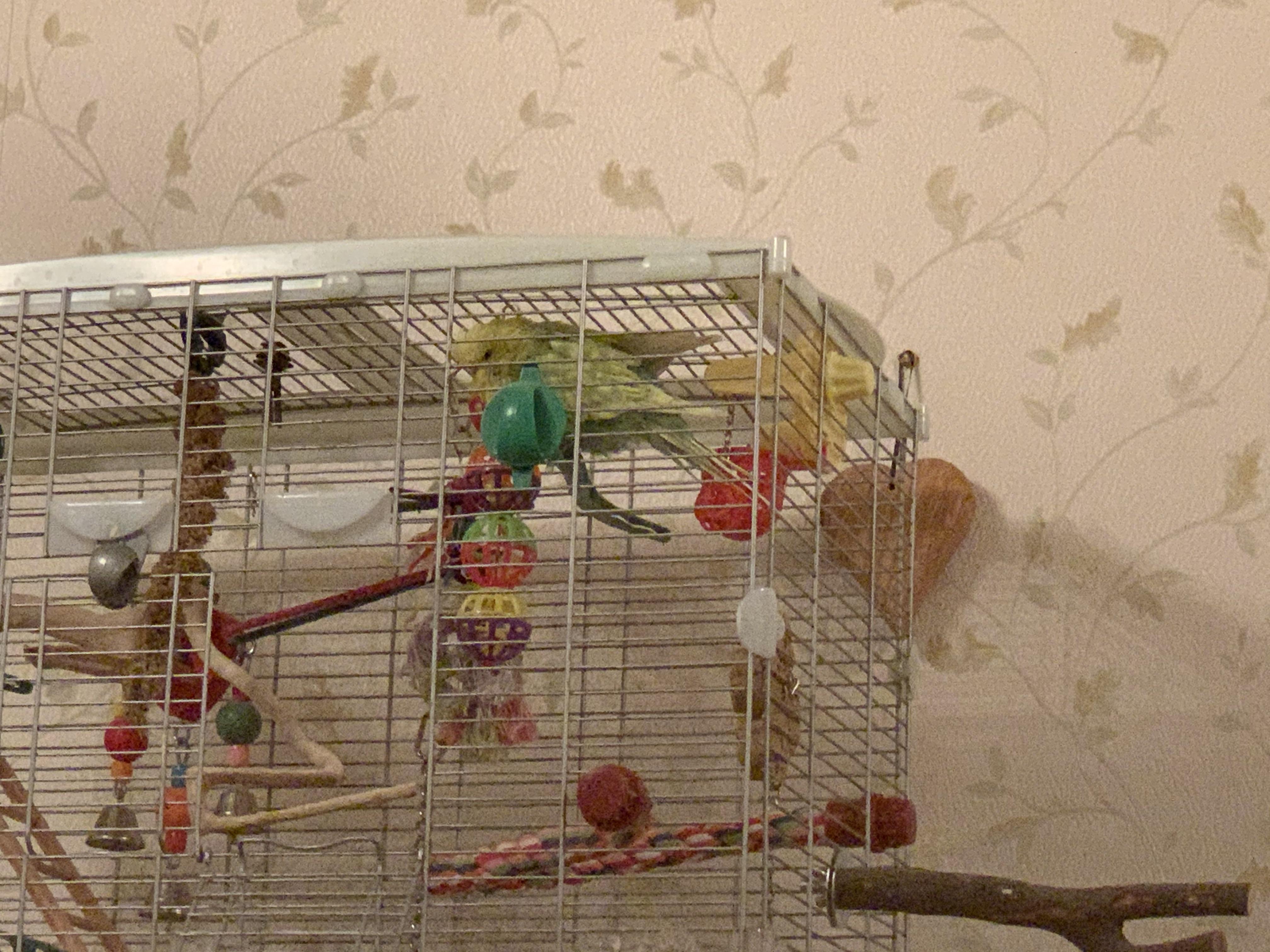 My birb doing her floofy borb impression 😍 - this is Delta | Scrolller