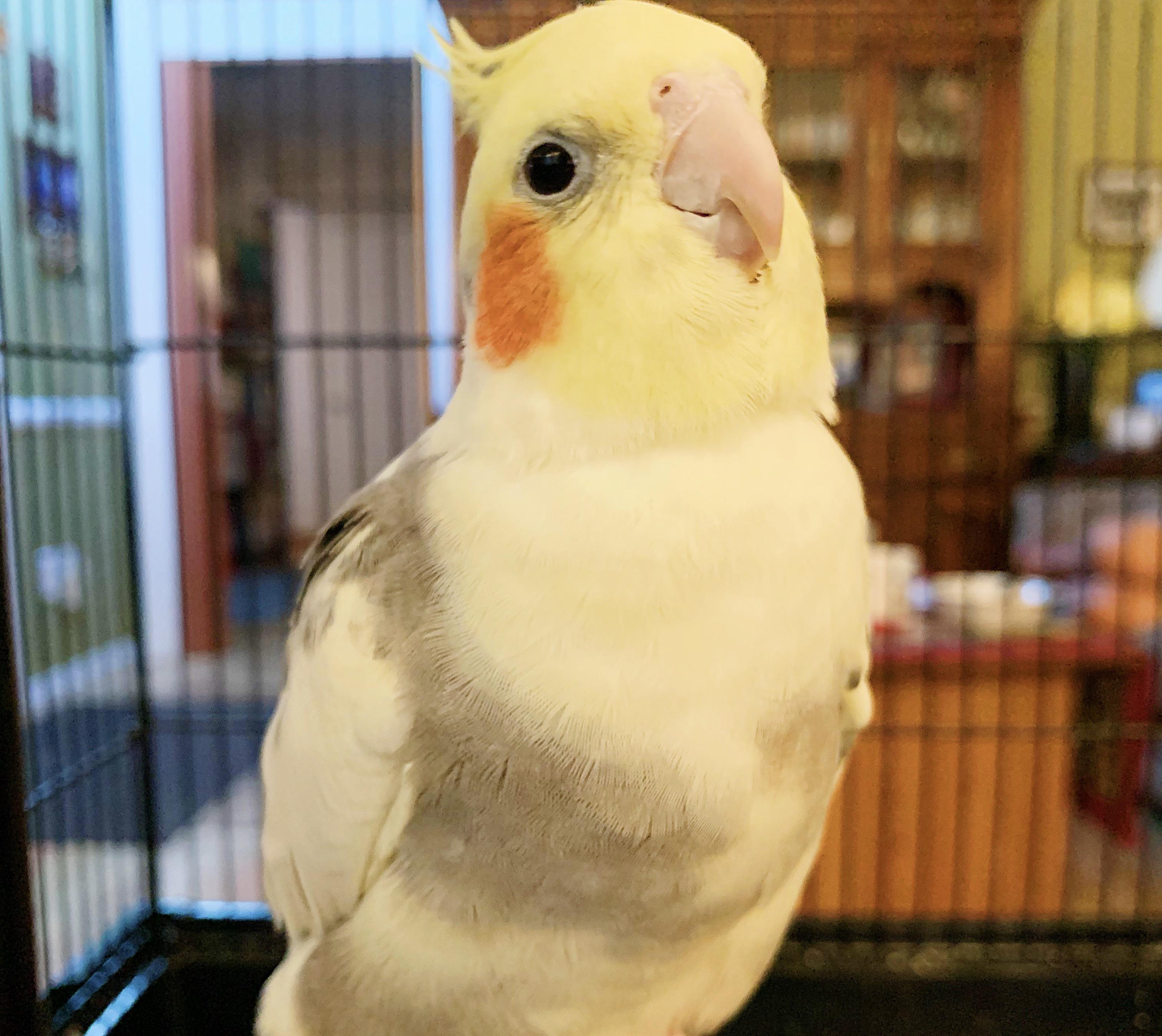 My birb Toni (kinda like a 90s photoshoot) | Scrolller