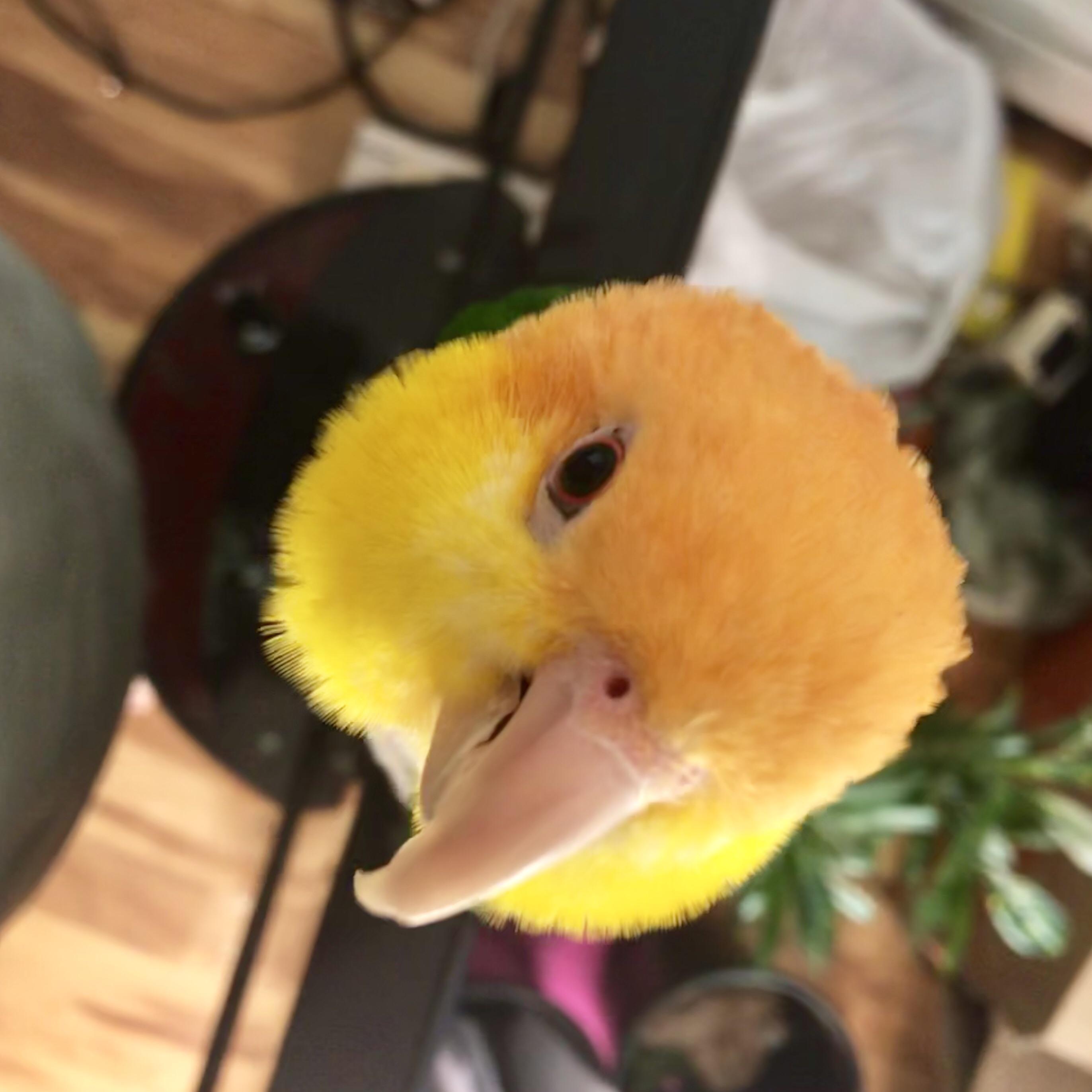 My borb-head was feeling especially borbish tonight | Scrolller