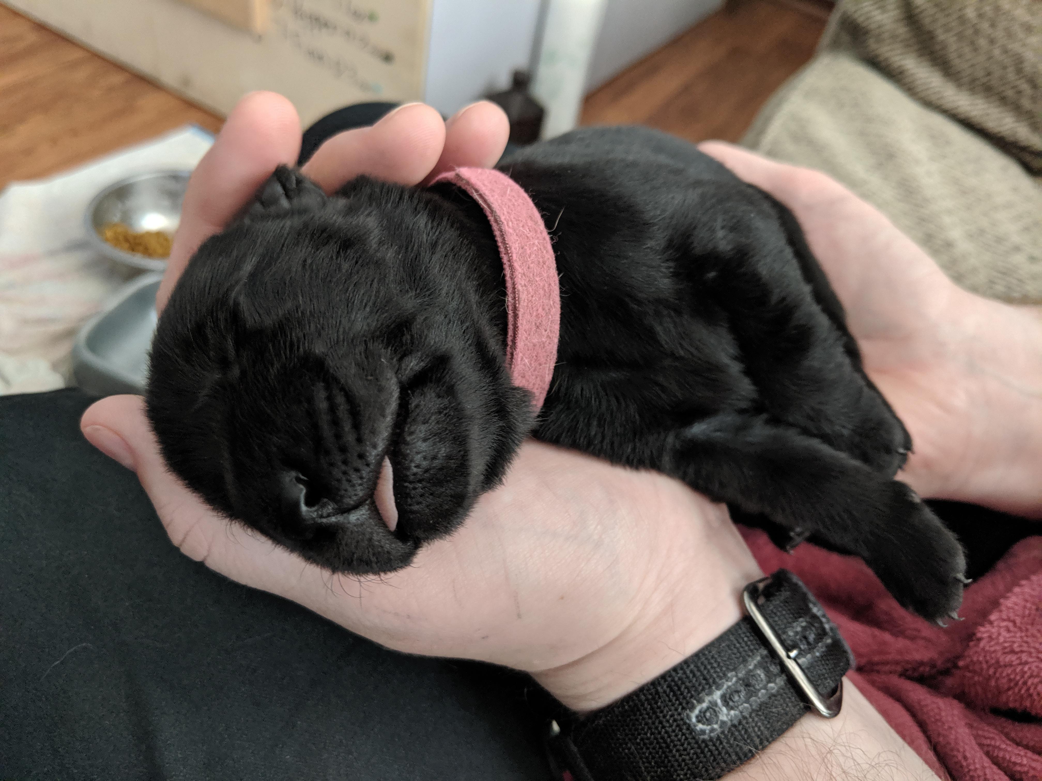 My Boss's Lab Puppy and Her Tiny Mlem | Scrolller