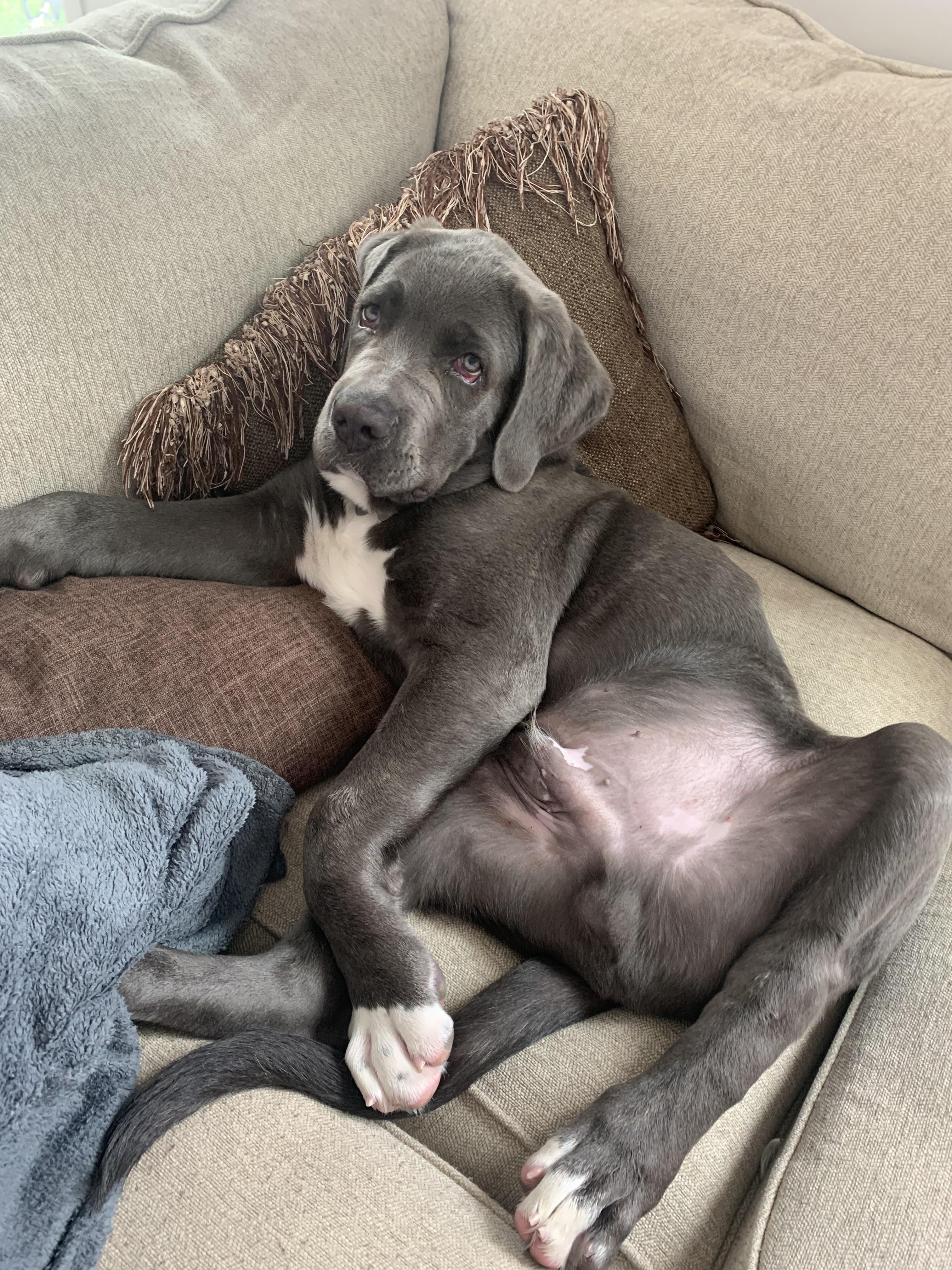 My boy Bear with quite the pose for all the ladies haha | Scrolller