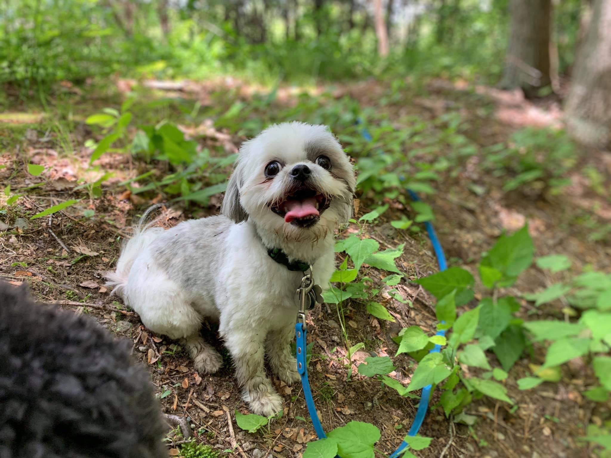 My boy Cosmo on his weekly hike with friends! | Scrolller