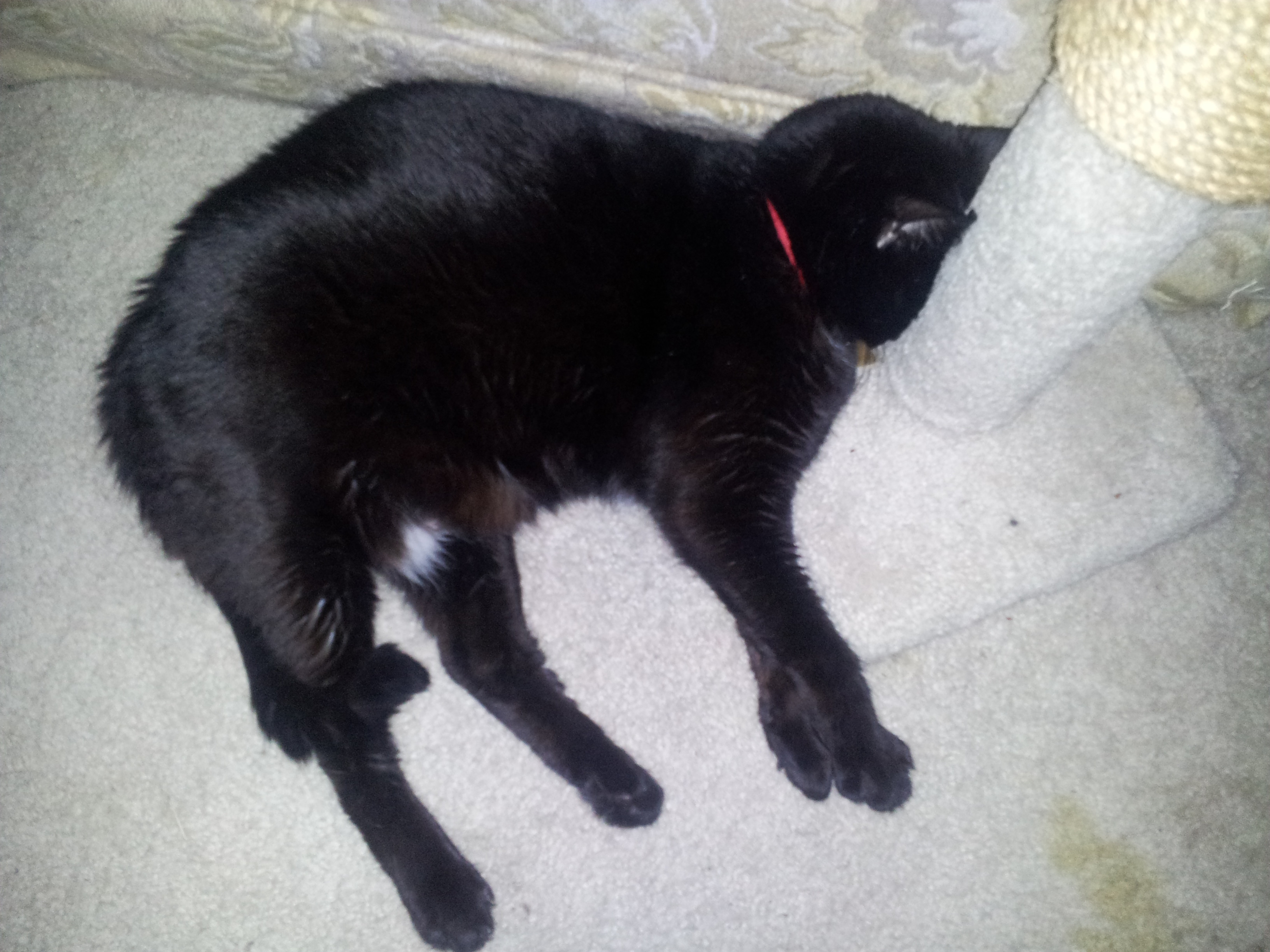 My boy, Ra, versus his scratching post. | Scrolller