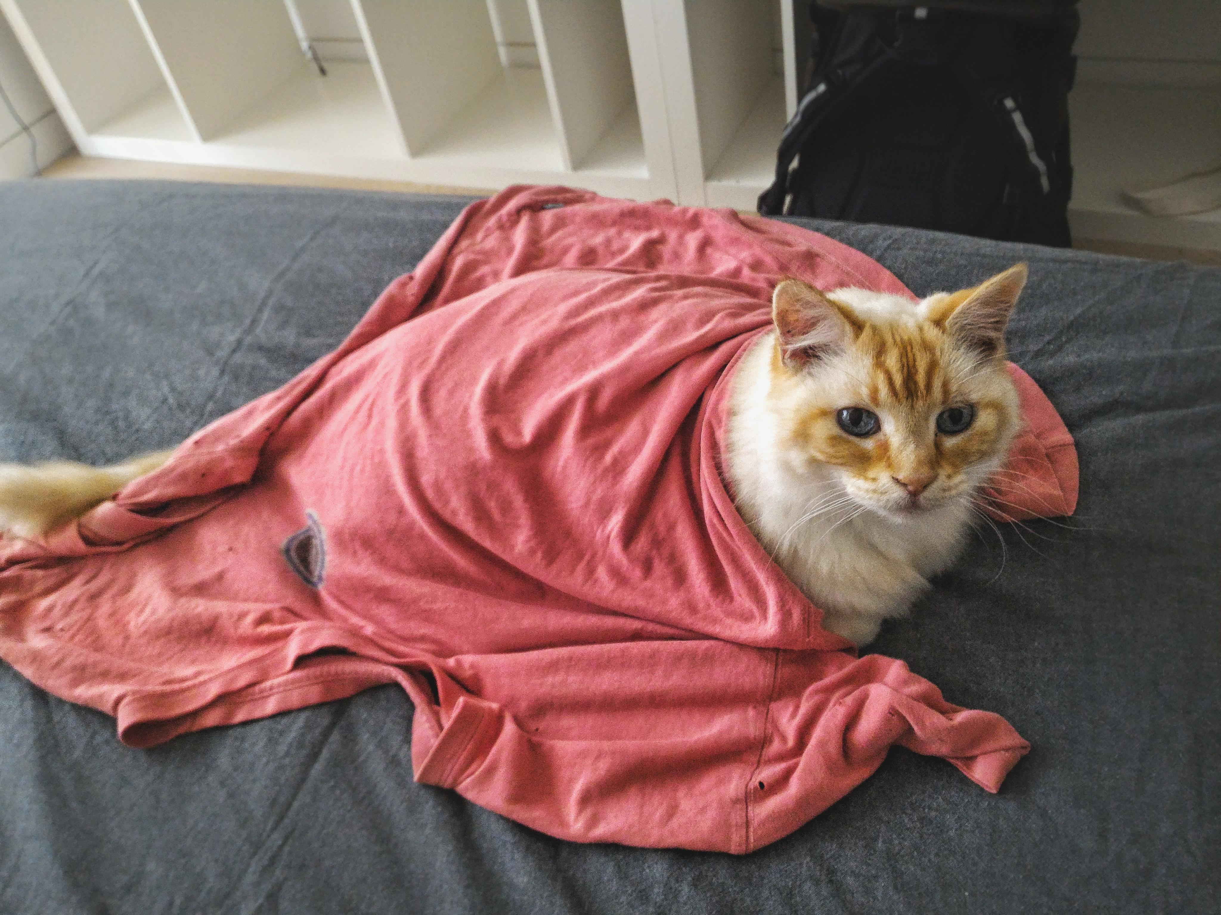 My boyfriend's ratty t-shirt = her princess cape | Scrolller