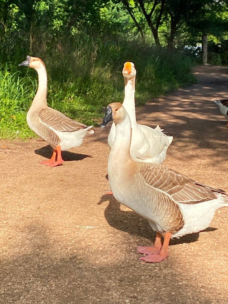 My brother sends me pictures of the silly geese he encounters in Austin, TX almost every day ...