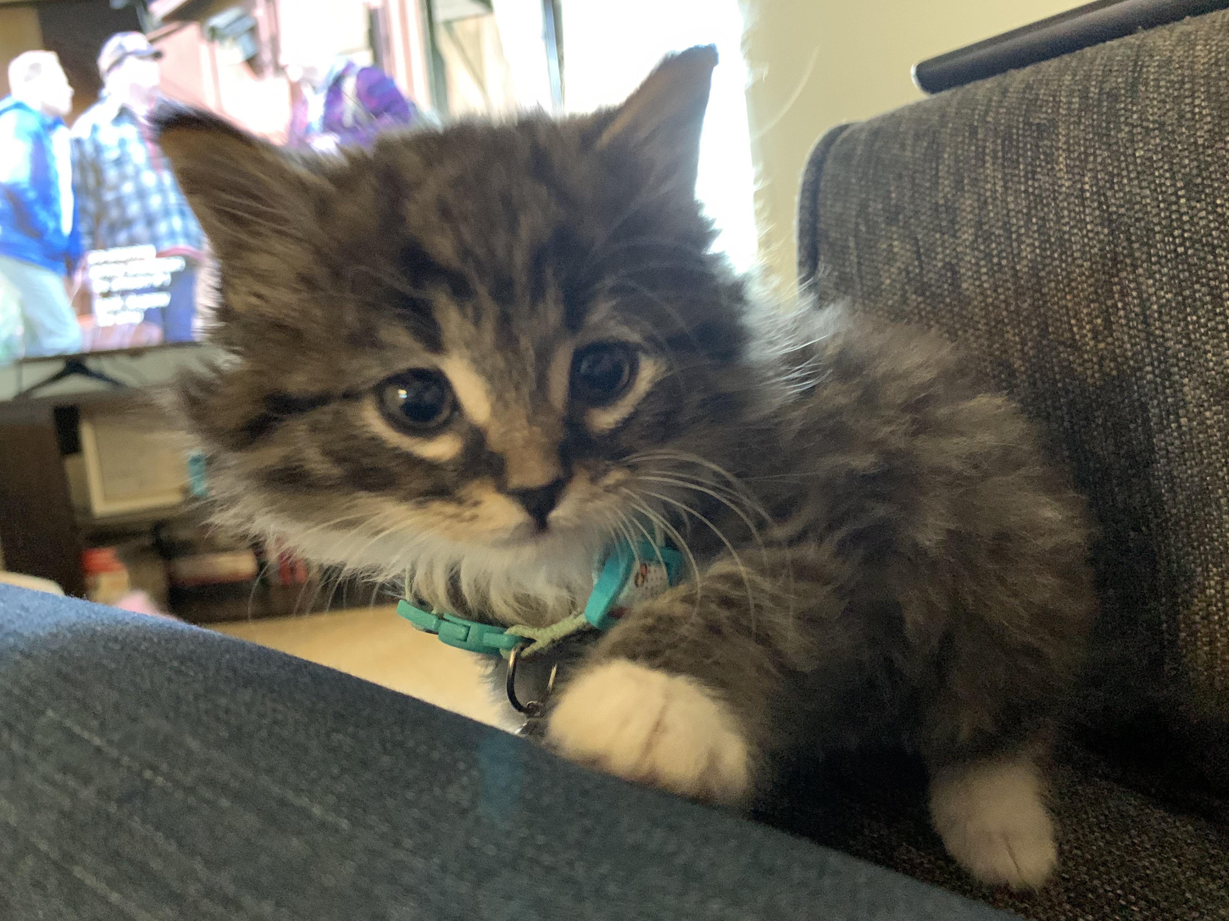 My brothers new kitten Binx :) | Scrolller