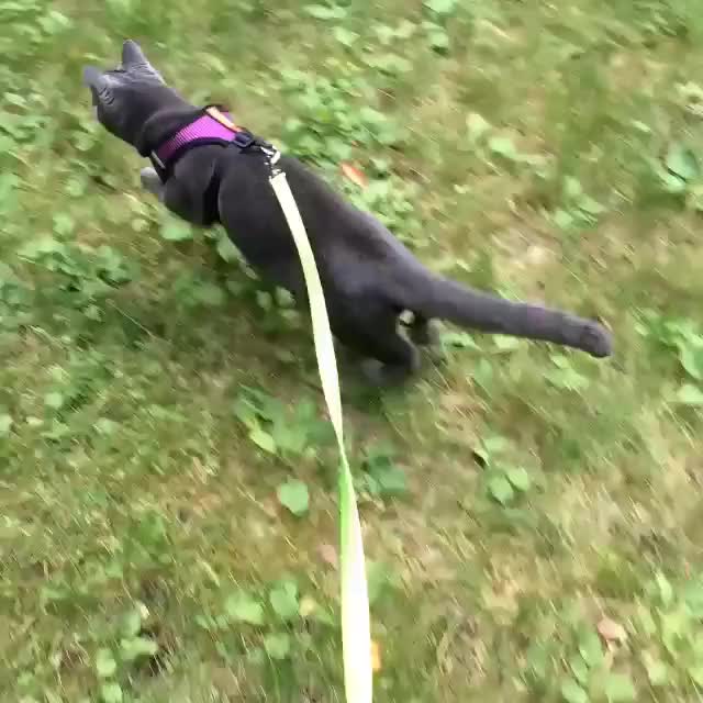 My cat Bean recently discovered butterflies - this is what our walks look like now. | Scrolller