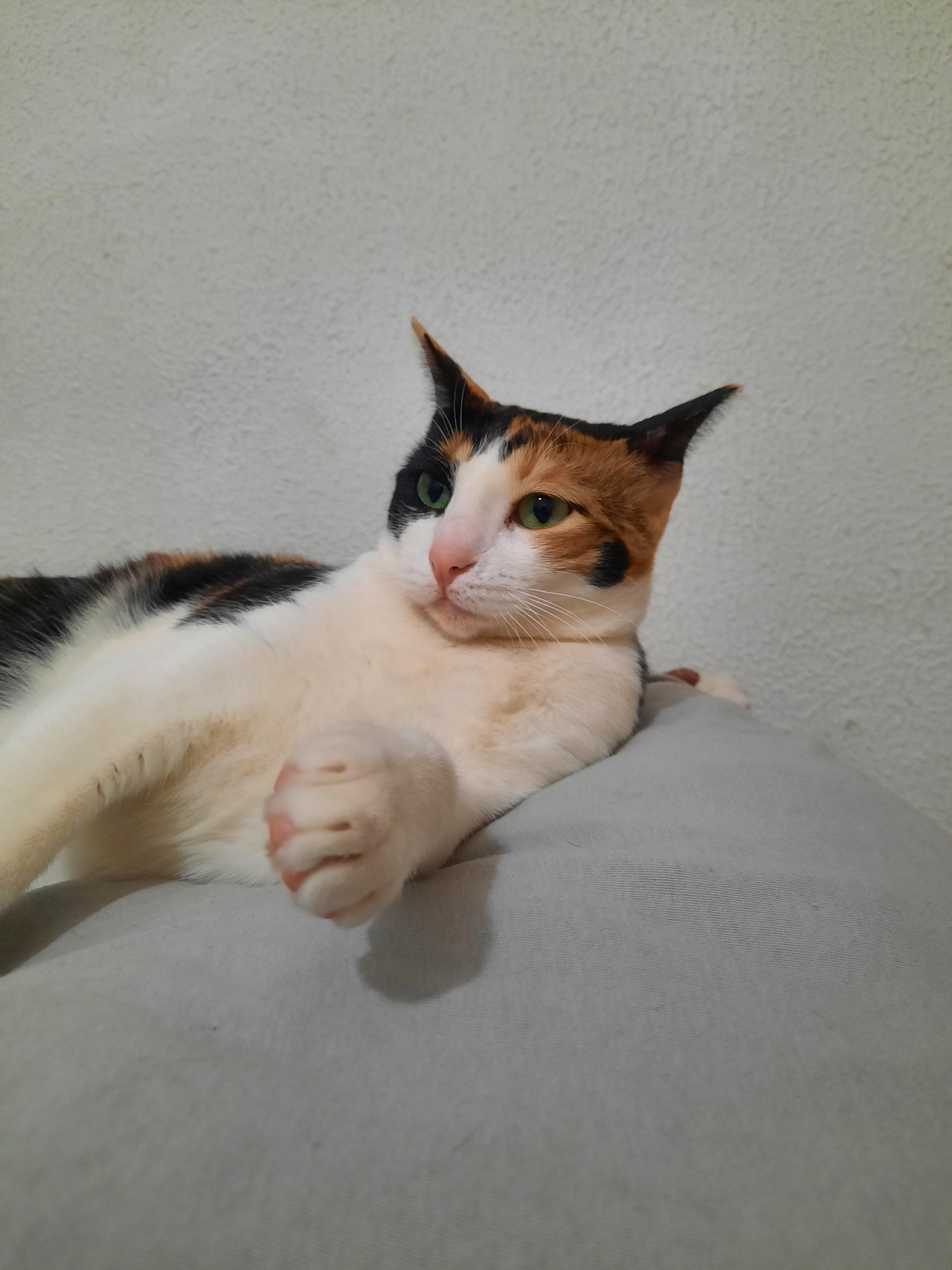 My cat in serious mode | Scrolller