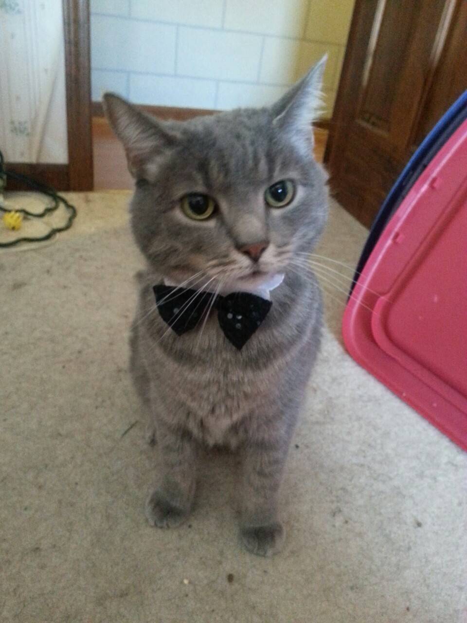"My cat is a sir on my cakeday." (x-post /r/aww) | Scrolller