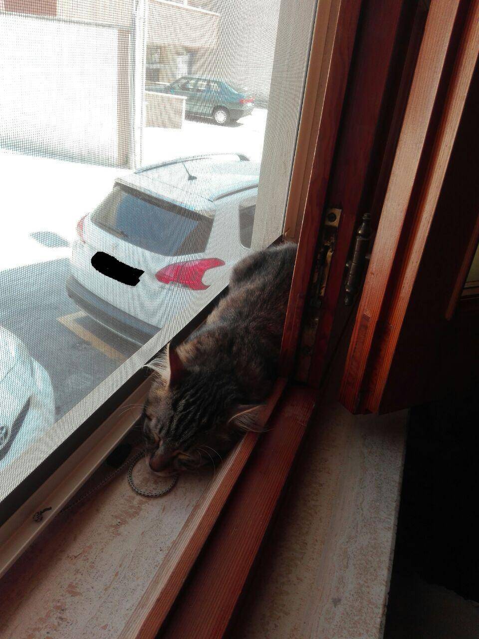My cat loves to sleep between the mosquito net and the window sash | Scrolller