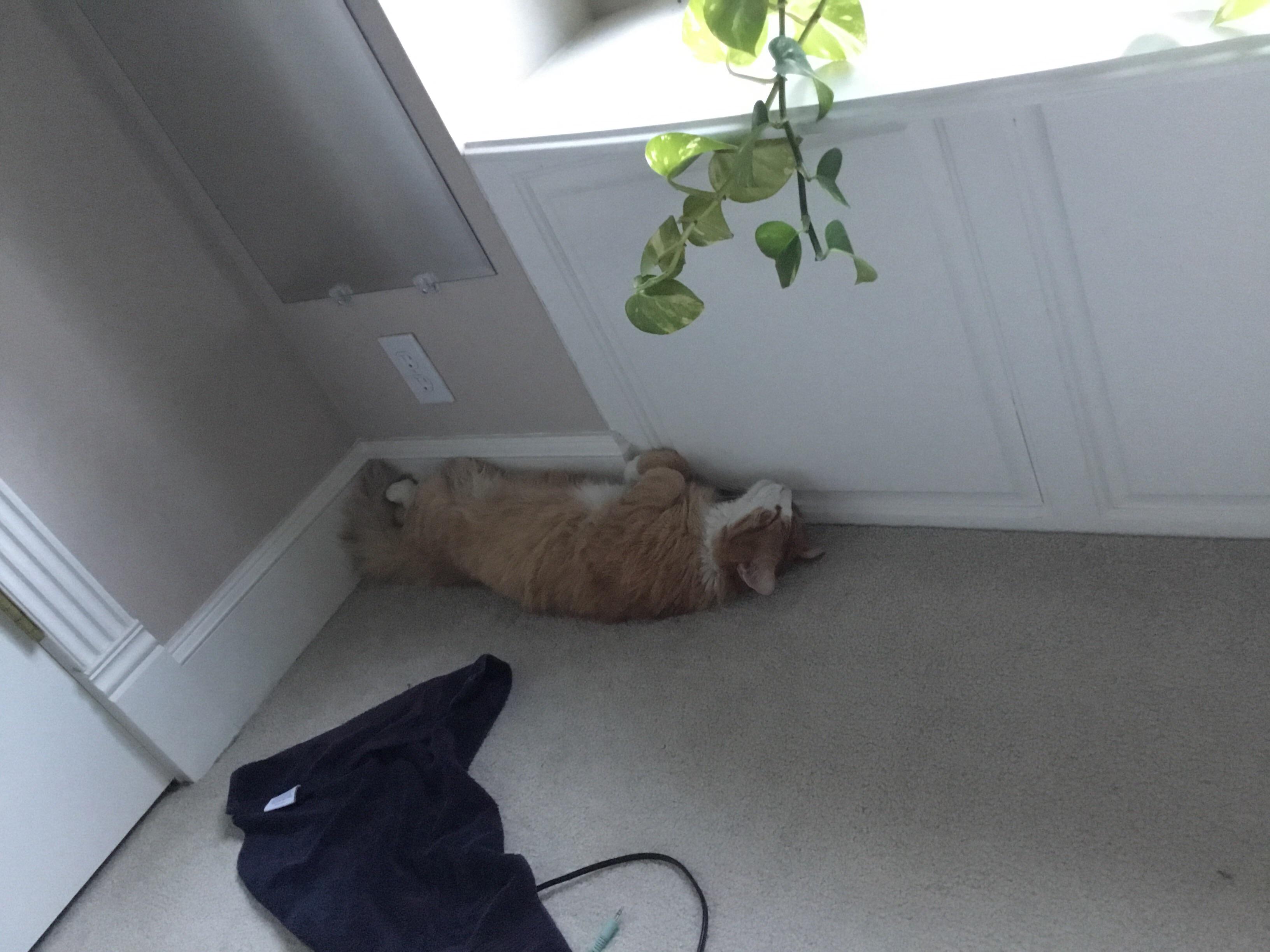 My cat napping in the corner | Scrolller