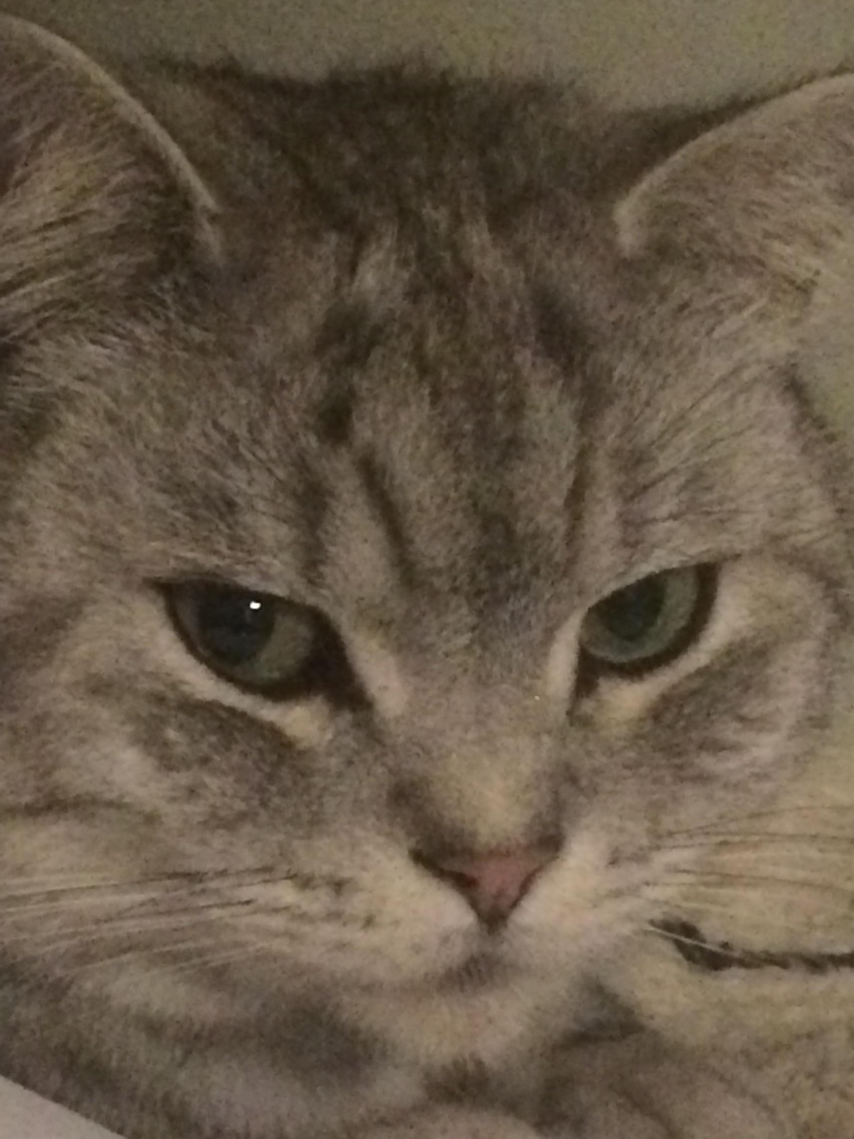 my cat (pls dont delete) | Scrolller