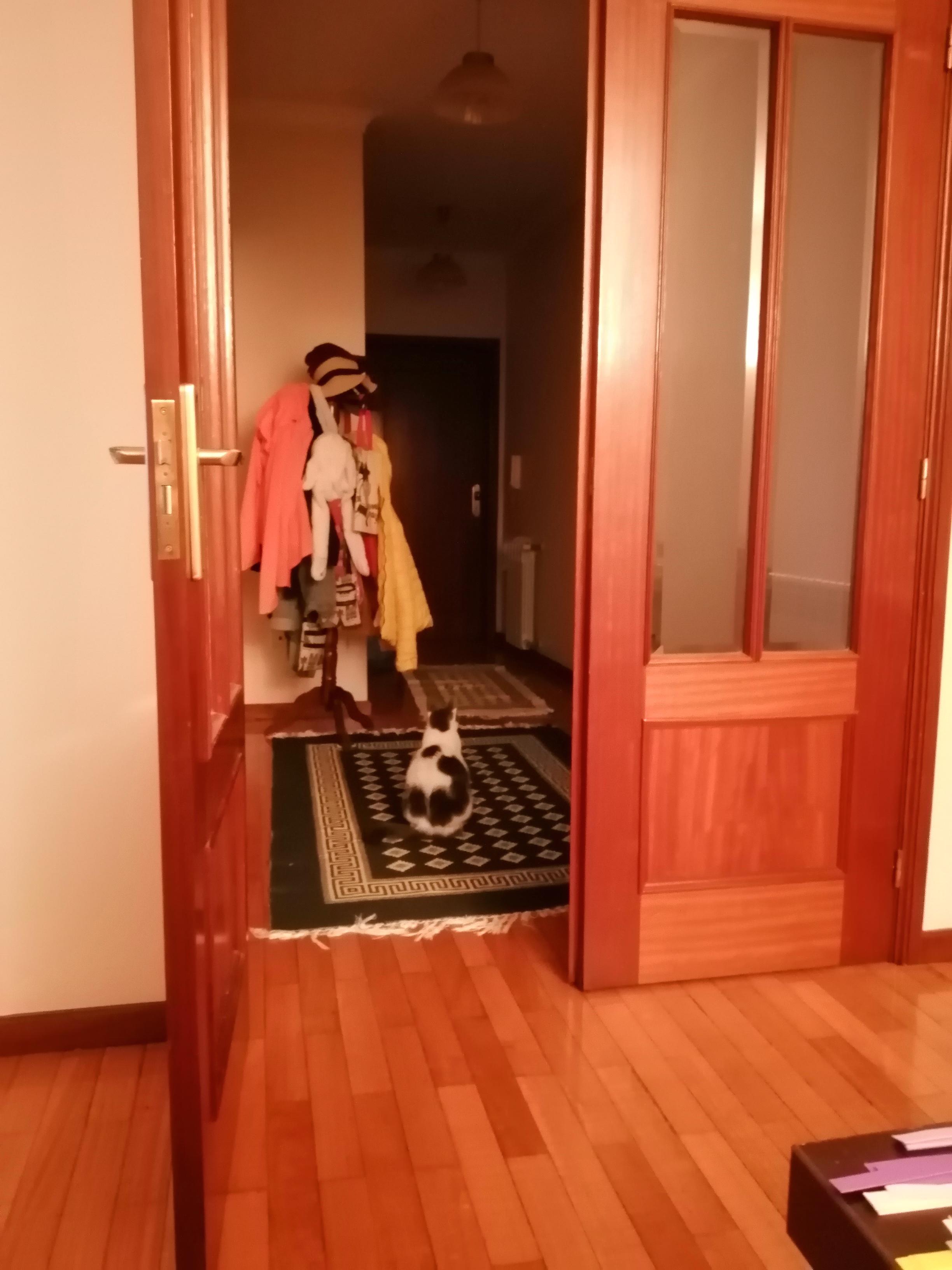 My cat waiting my mom to get home. | Scrolller
