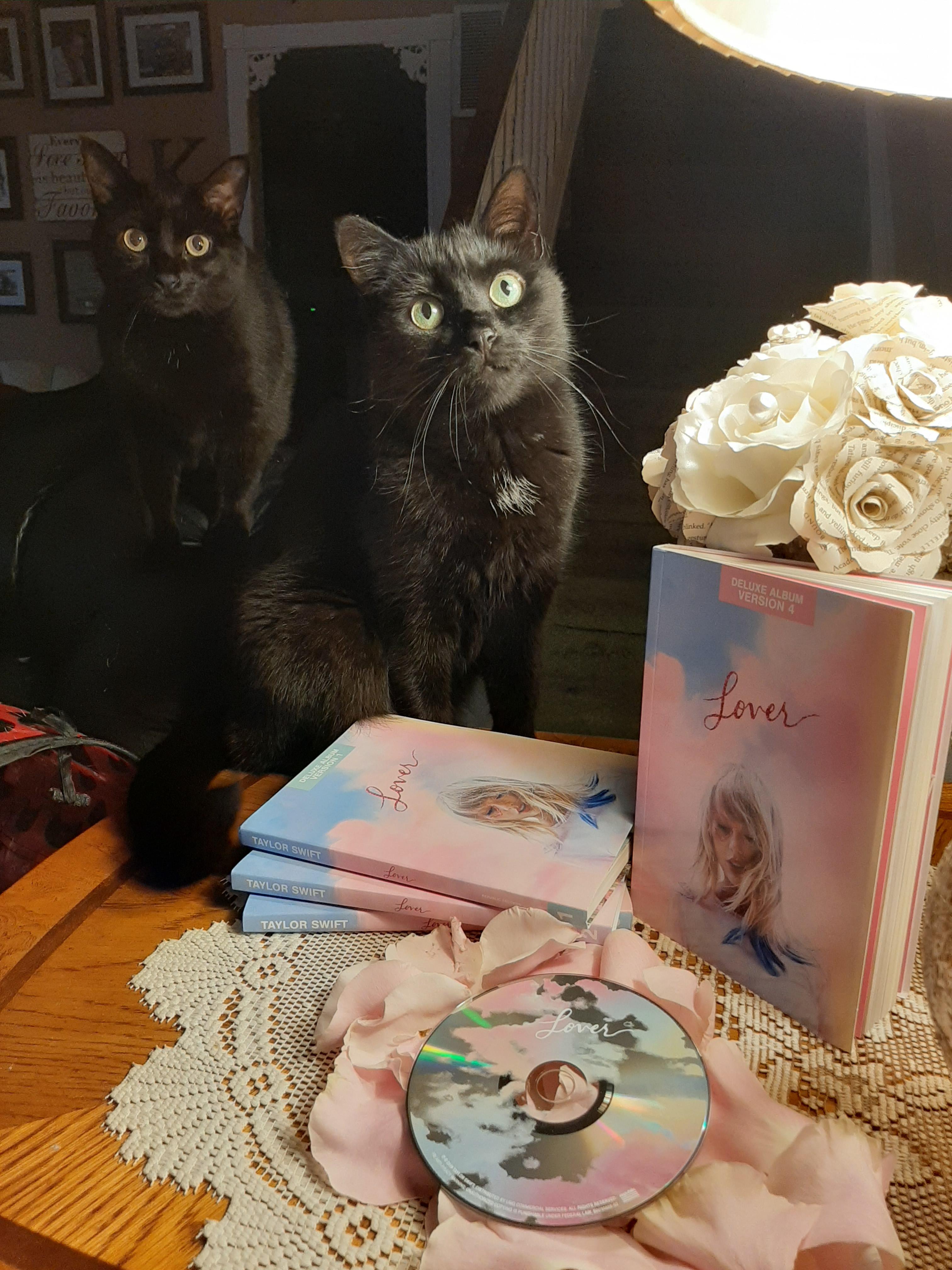 My cats approve of Lover | Scrolller