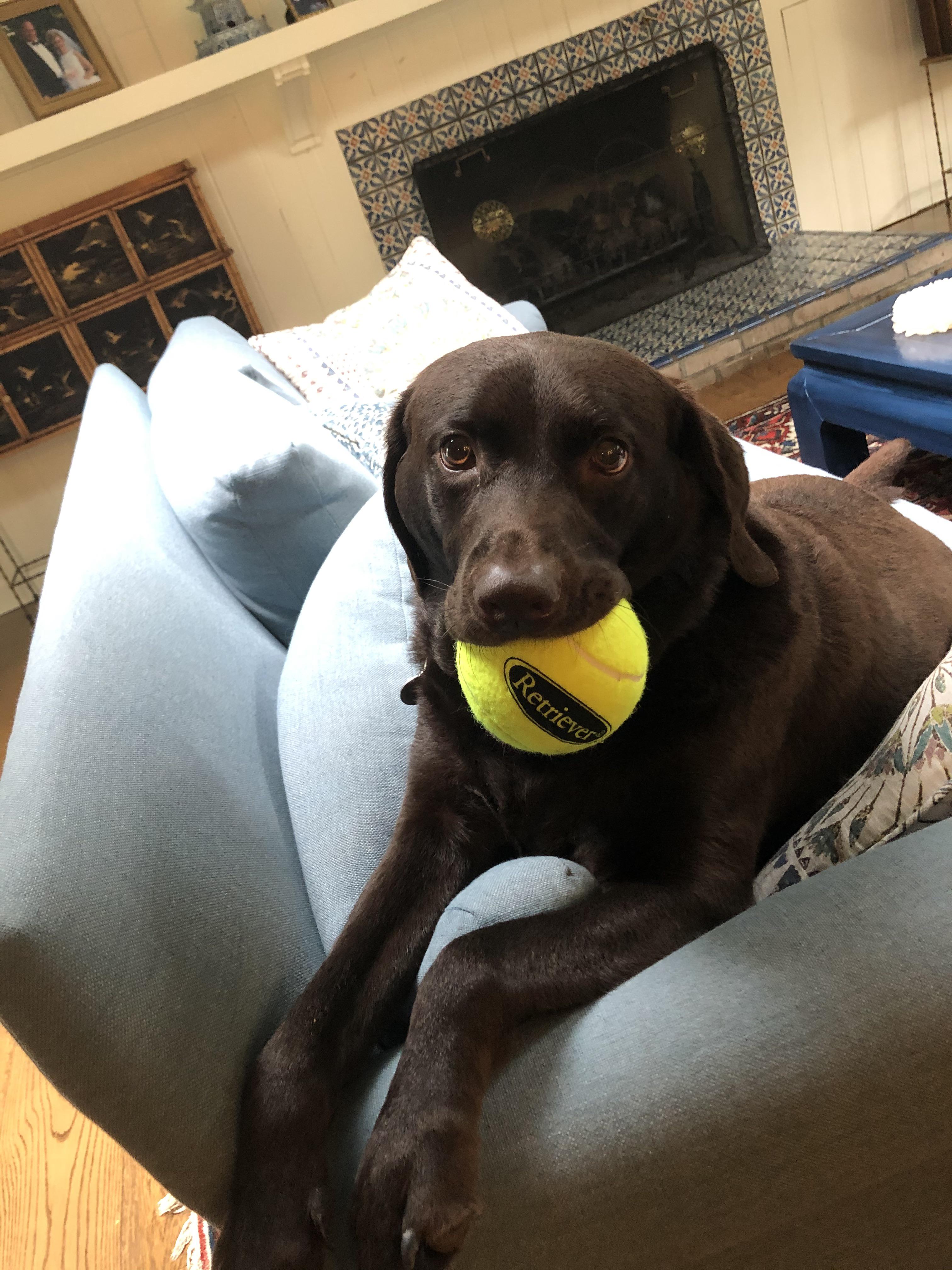 My chocolate lab 🍫 | Scrolller