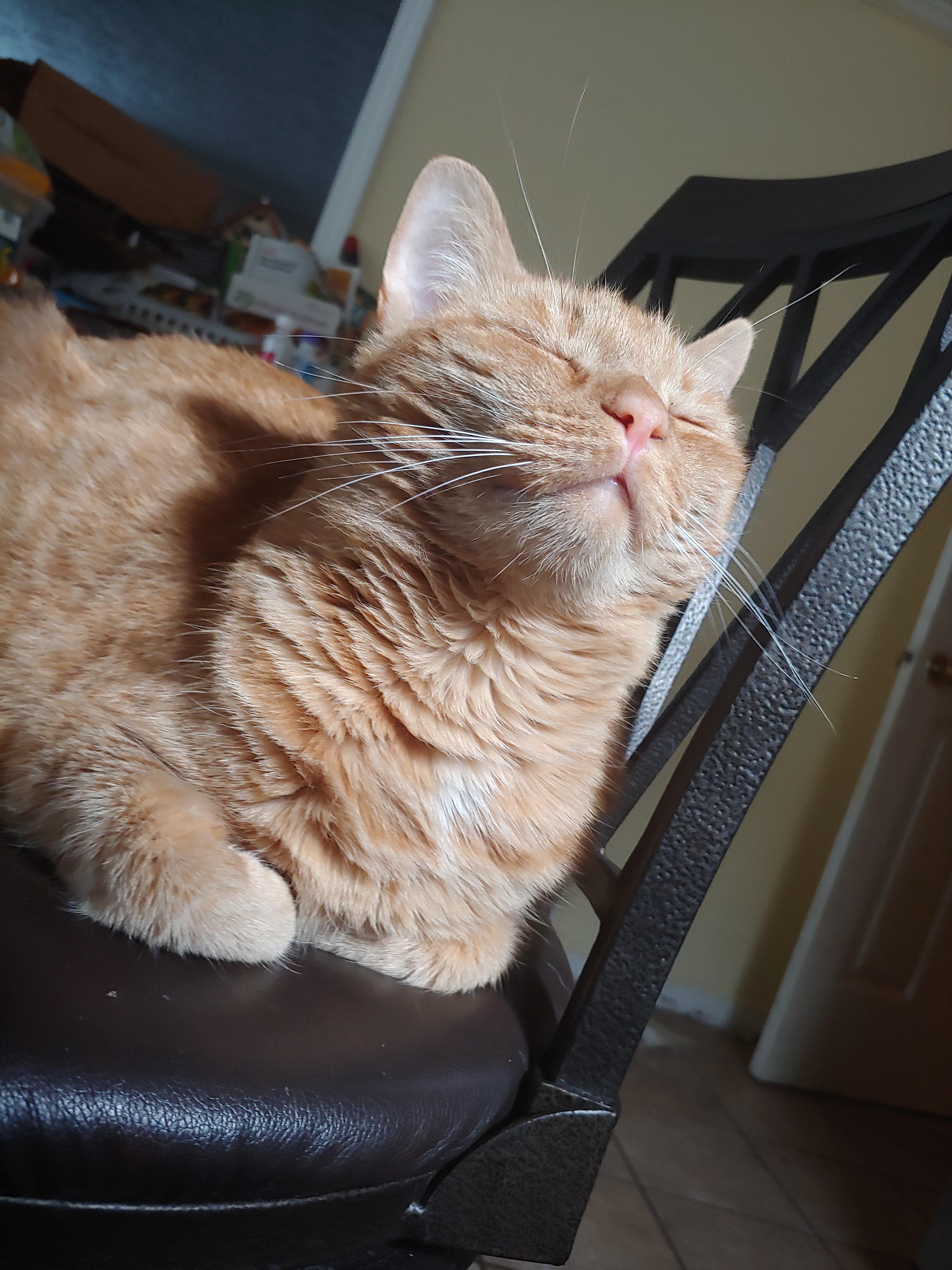 my chonker enjoying some sunshine | Scrolller