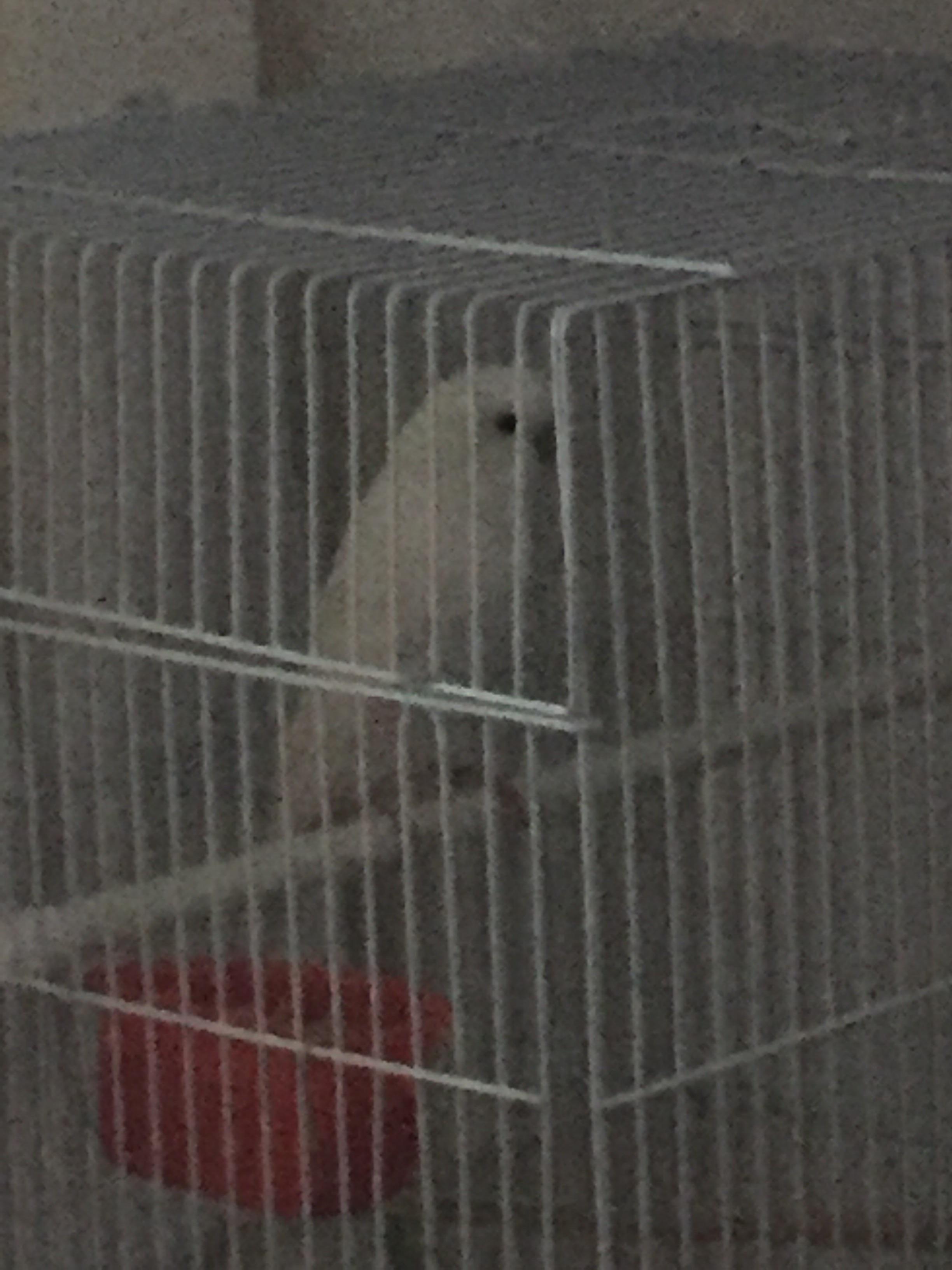 My chonky borb | Scrolller