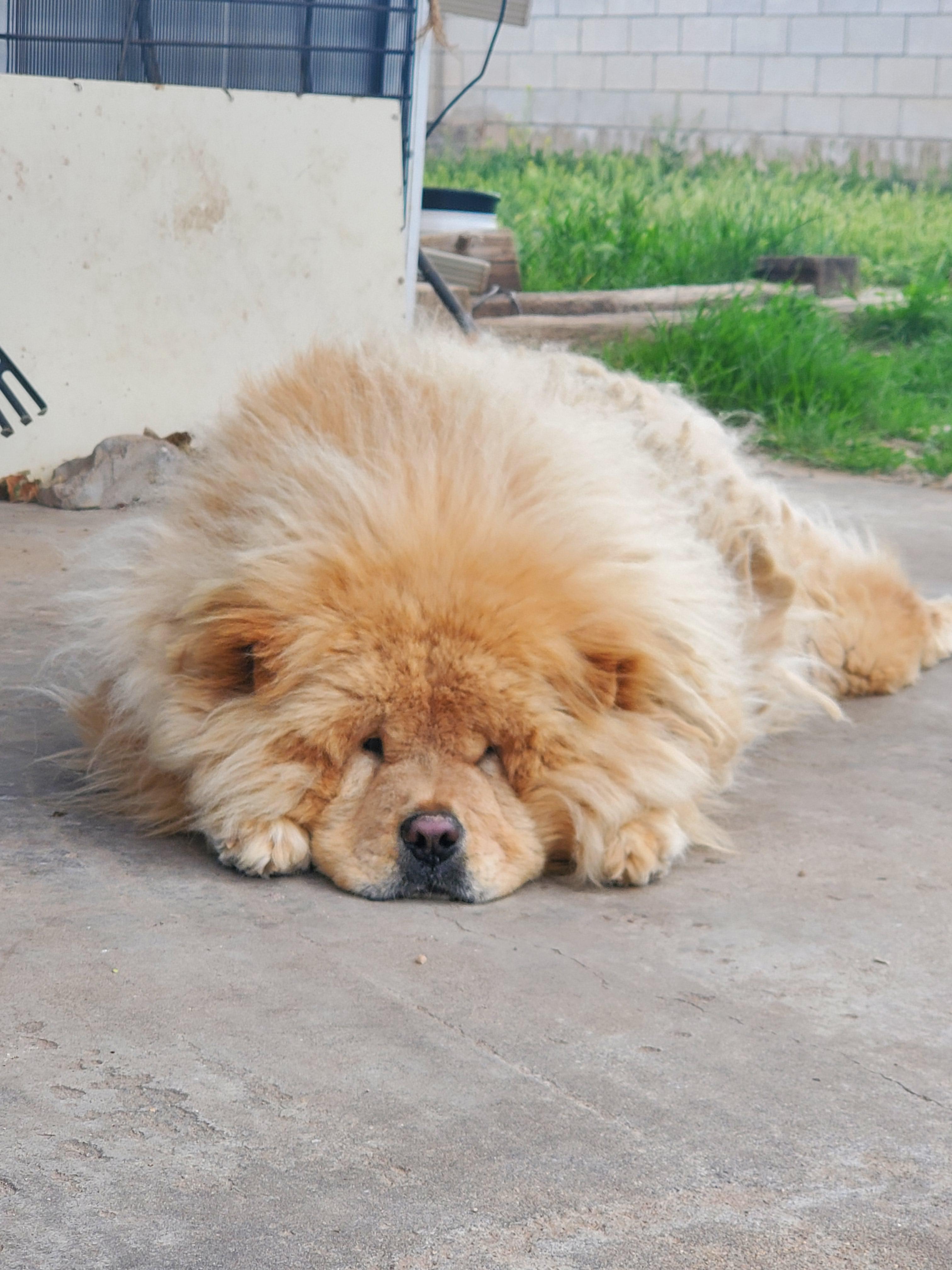 My Chow taking a nap. | Scrolller