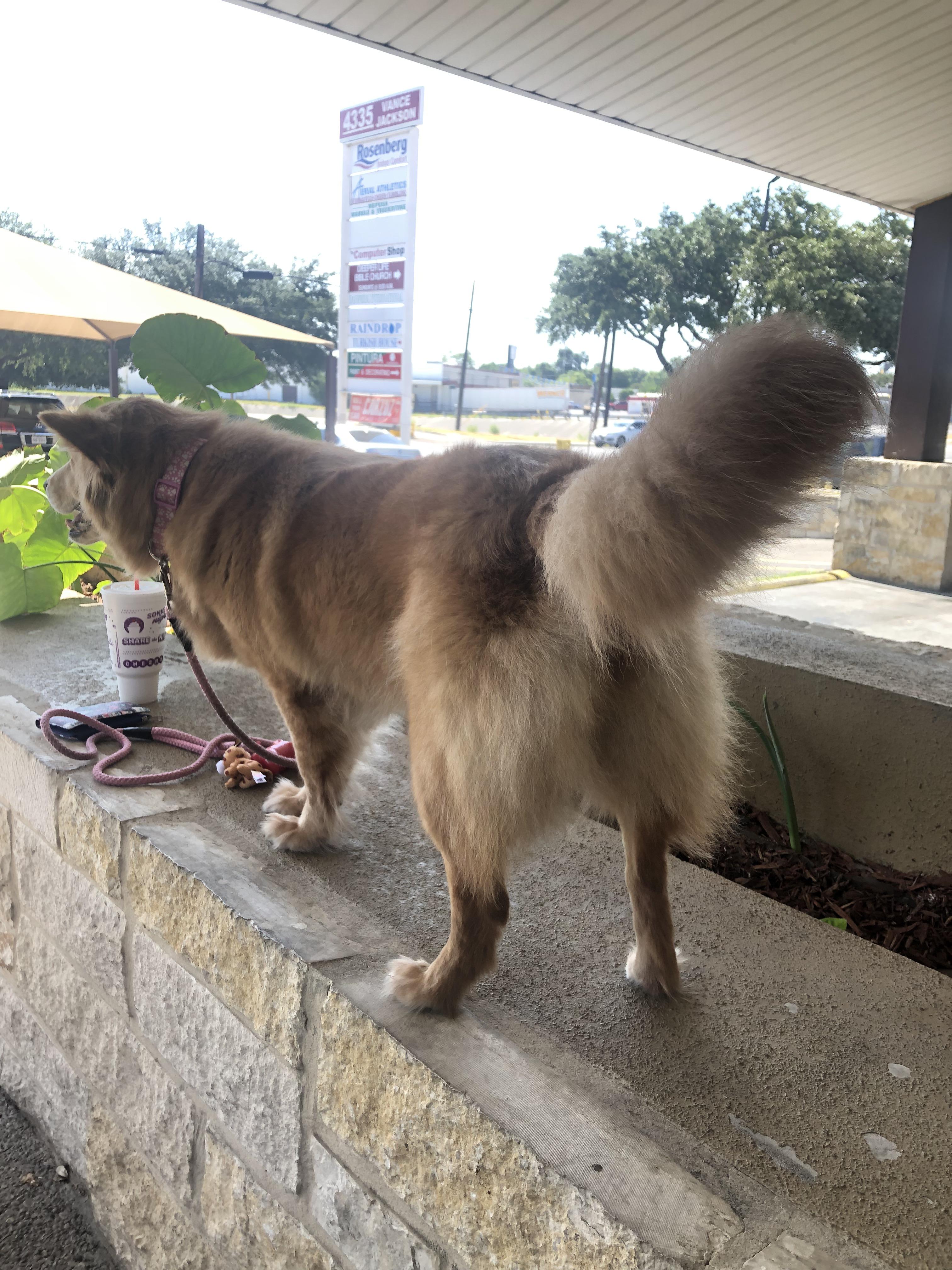 My chowchow mutt’s glorious butt floof | Scrolller