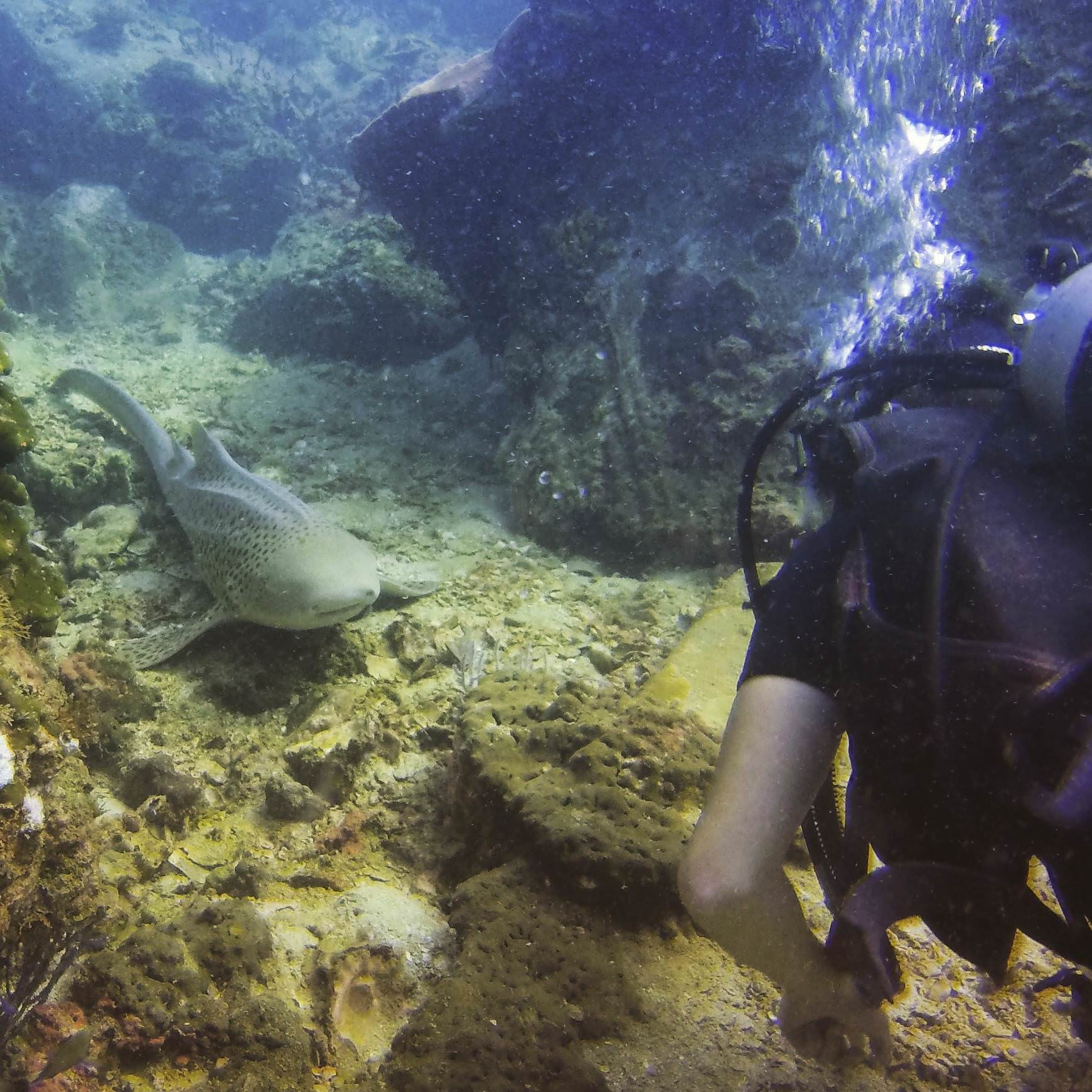 My close encounter with a Leopard Shark | Scrolller