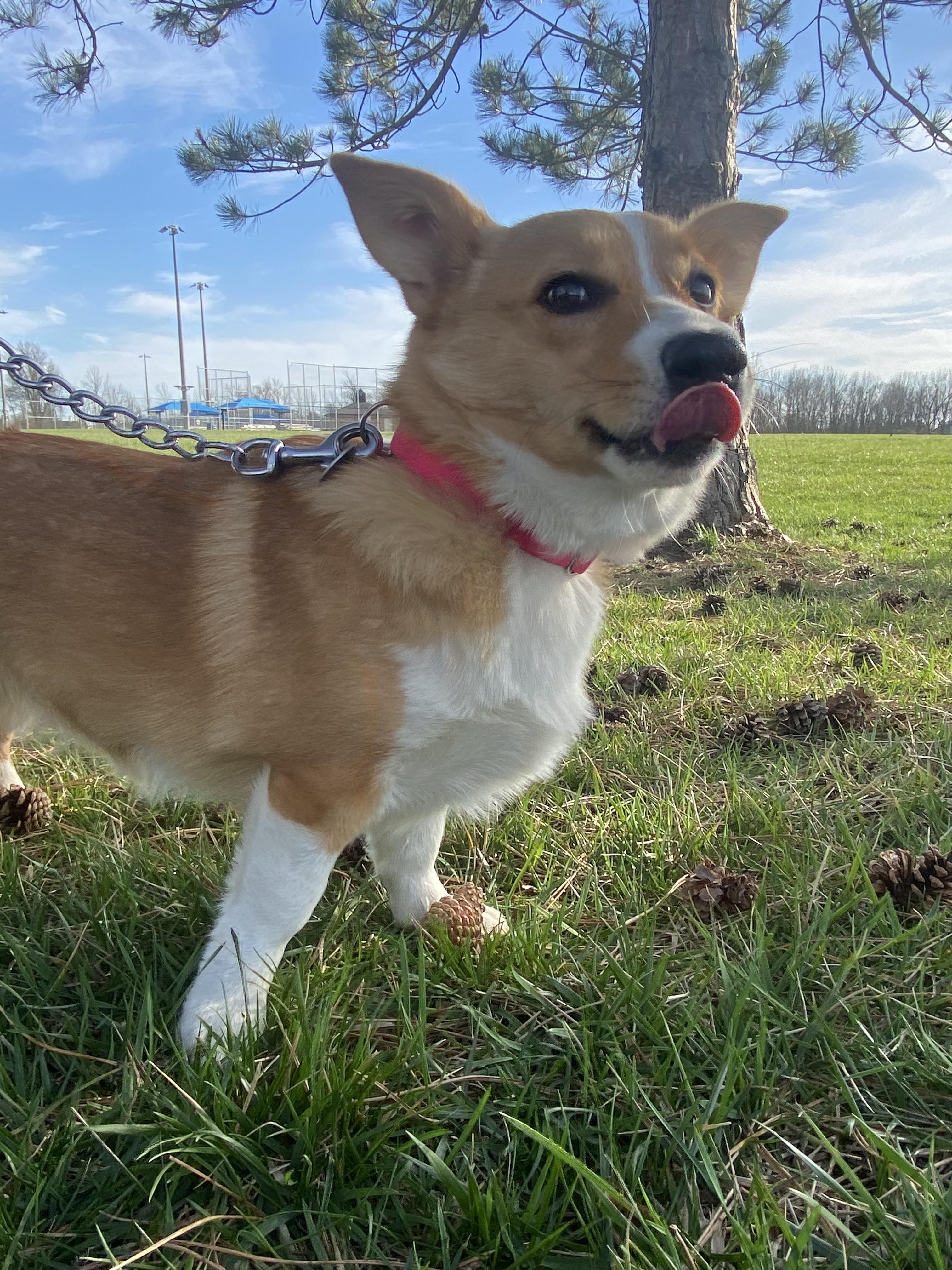 My Corgi