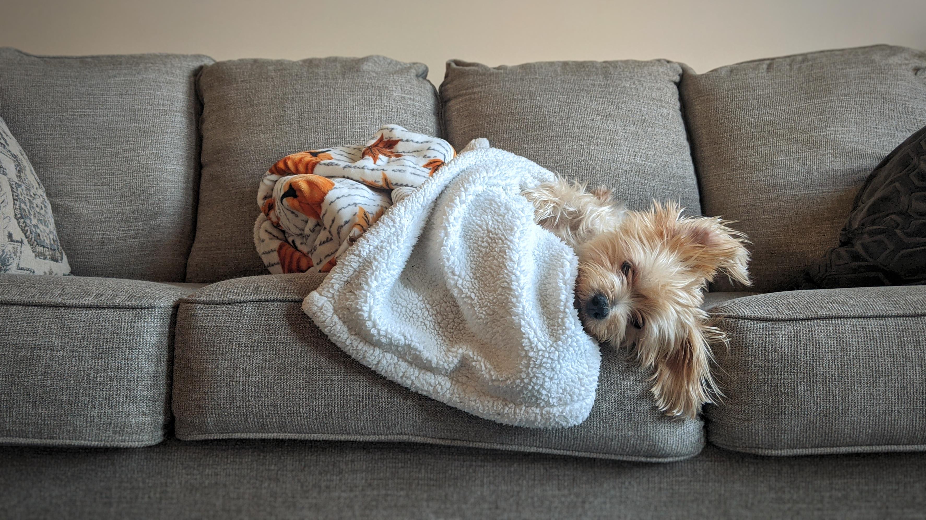 My couch potato | Scrolller