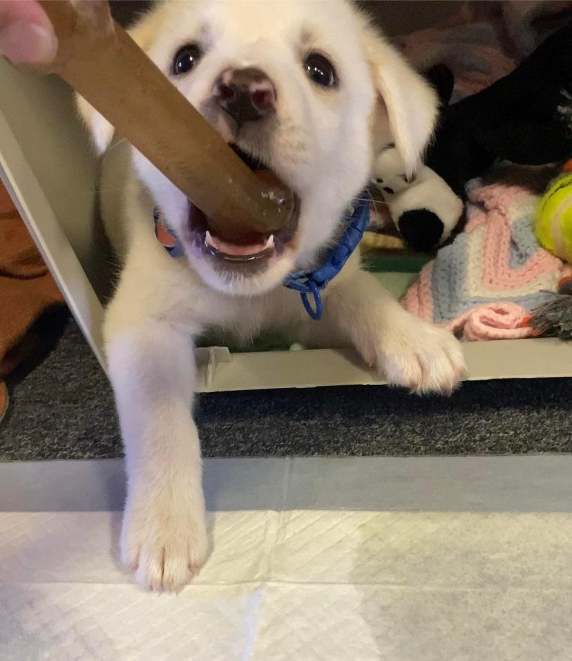 My cousins new puppy | Scrolller