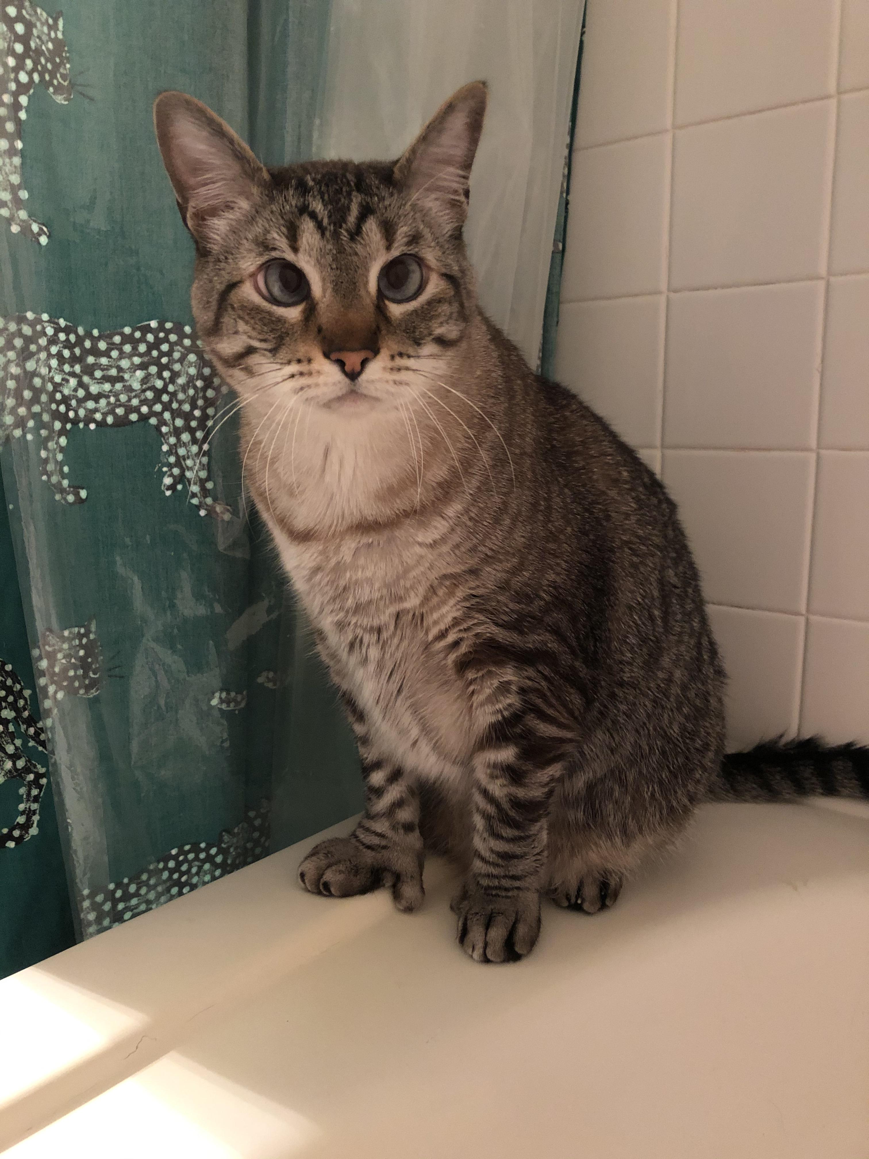 My cross eyed, polydactyl bath buddy | Scrolller